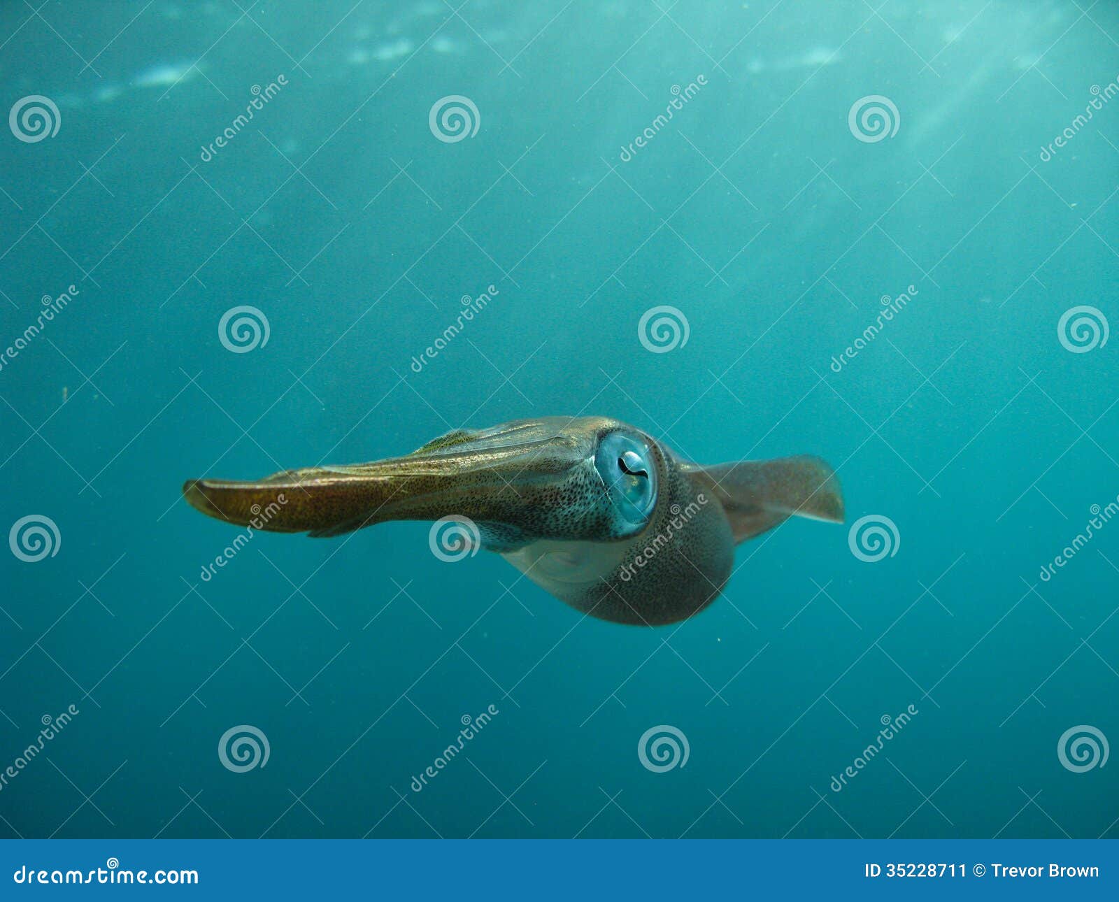 Caribbean reef squid stock image. Image of tentacles - 35228711