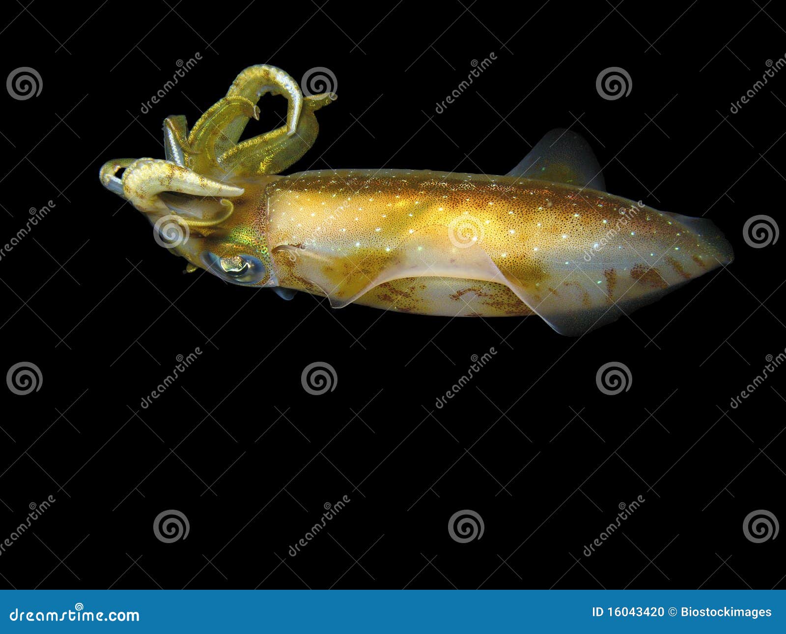 Caribbean Reef Squid Sepioteuthis Sepioidea Stock Photo - Image of ...