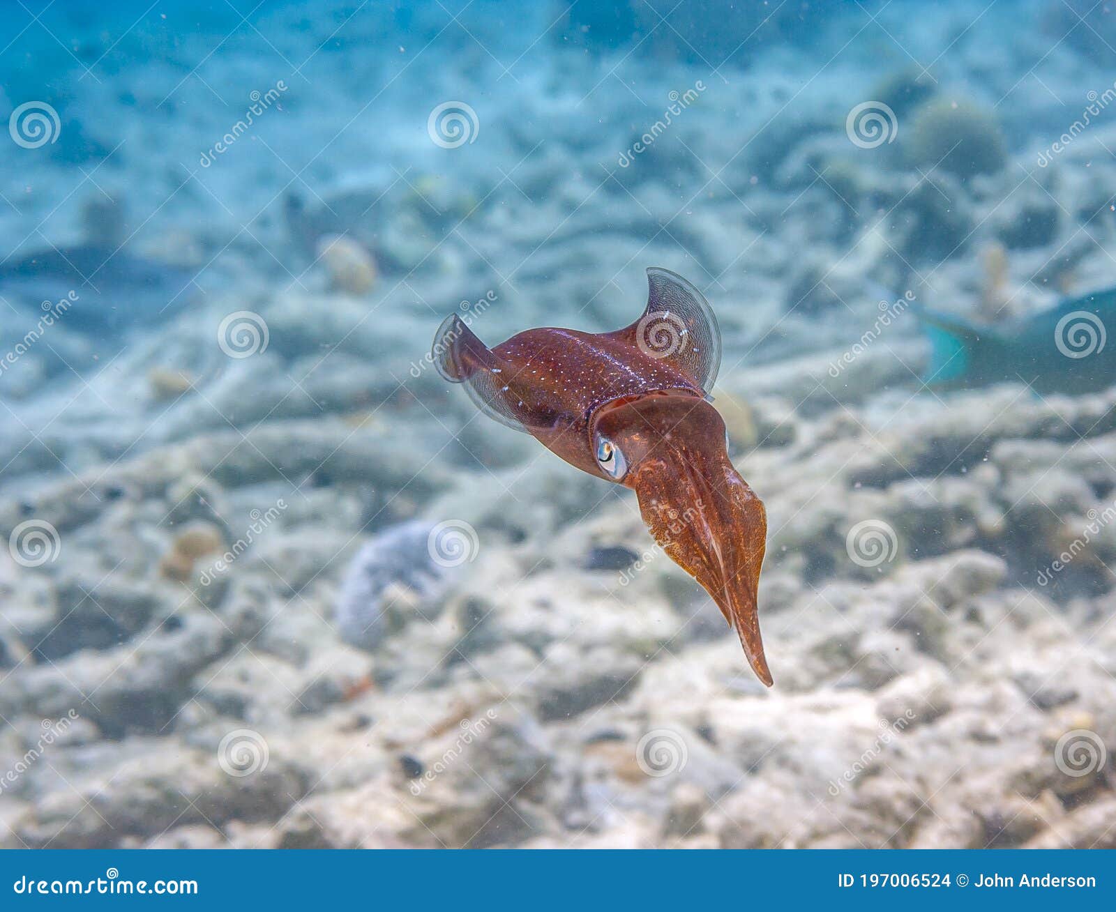 Caribbean Reef Squid,Sepioteuthis Sepioidea Stock Photo - Image of fish ...