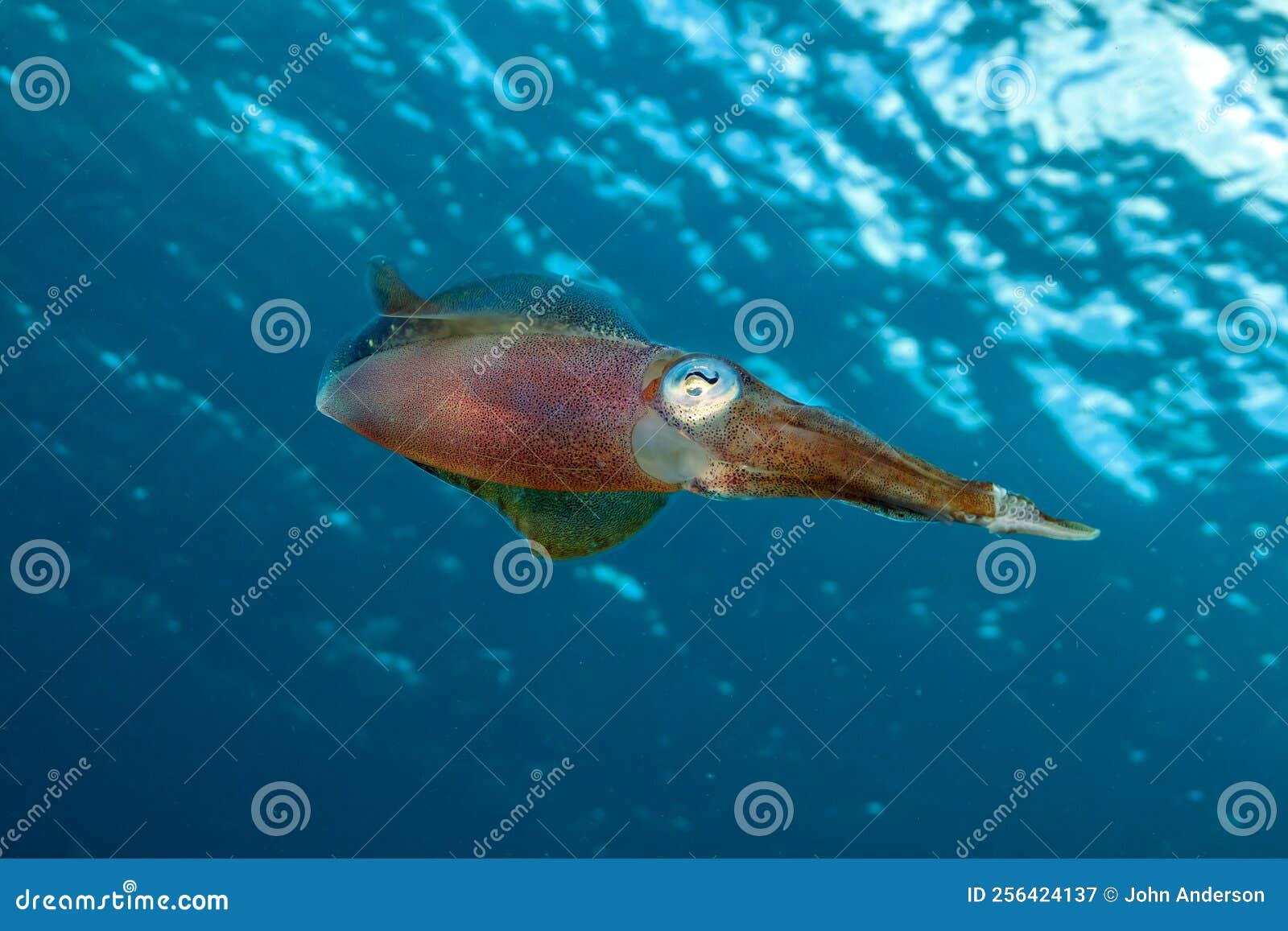 Caribbean Reef Squid ,Sepioteuthis Sepioidea Stock Image - Image of ...