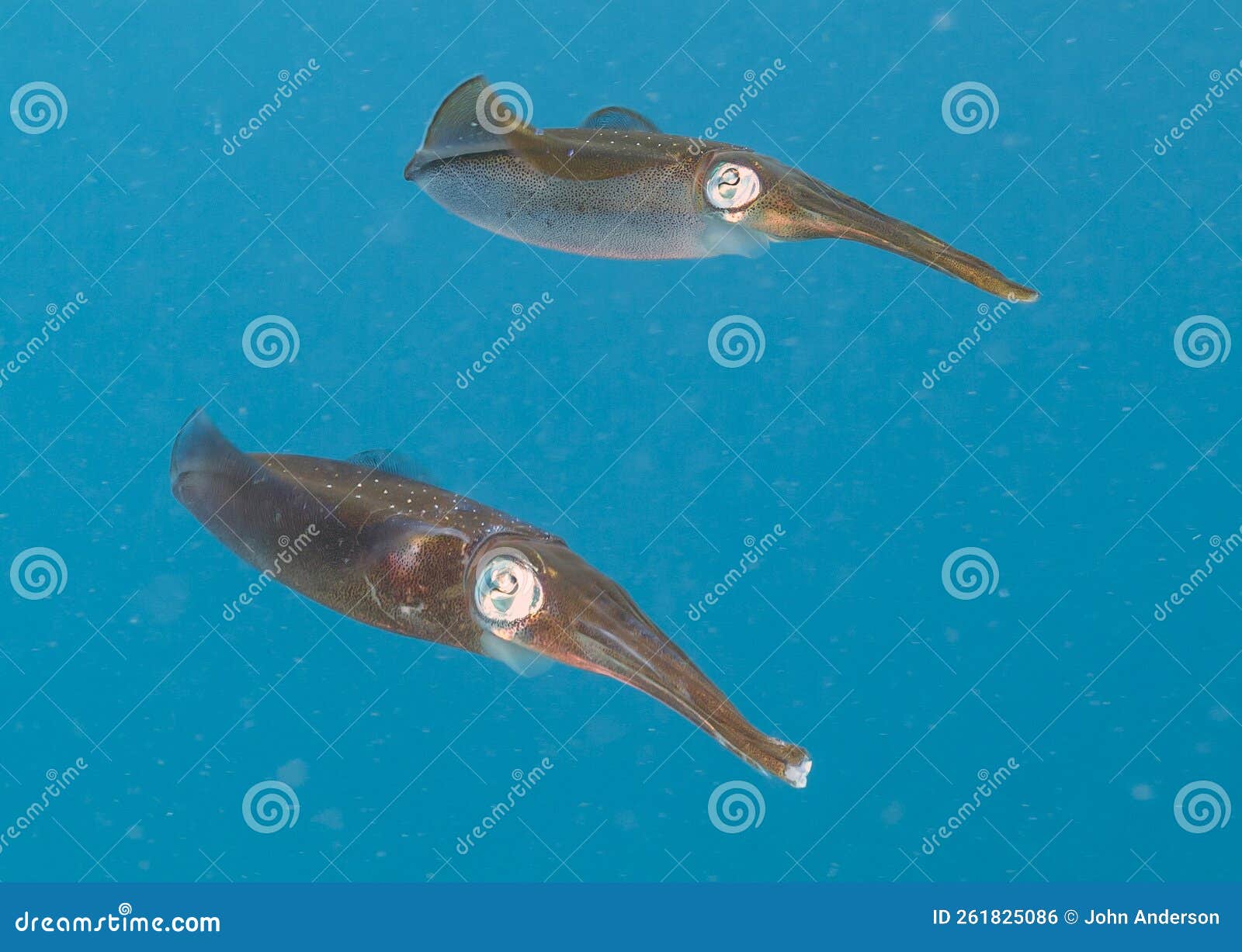 Caribbean Reef Squid ,Sepioteuthis Sepioidea Stock Photo - Image of ...