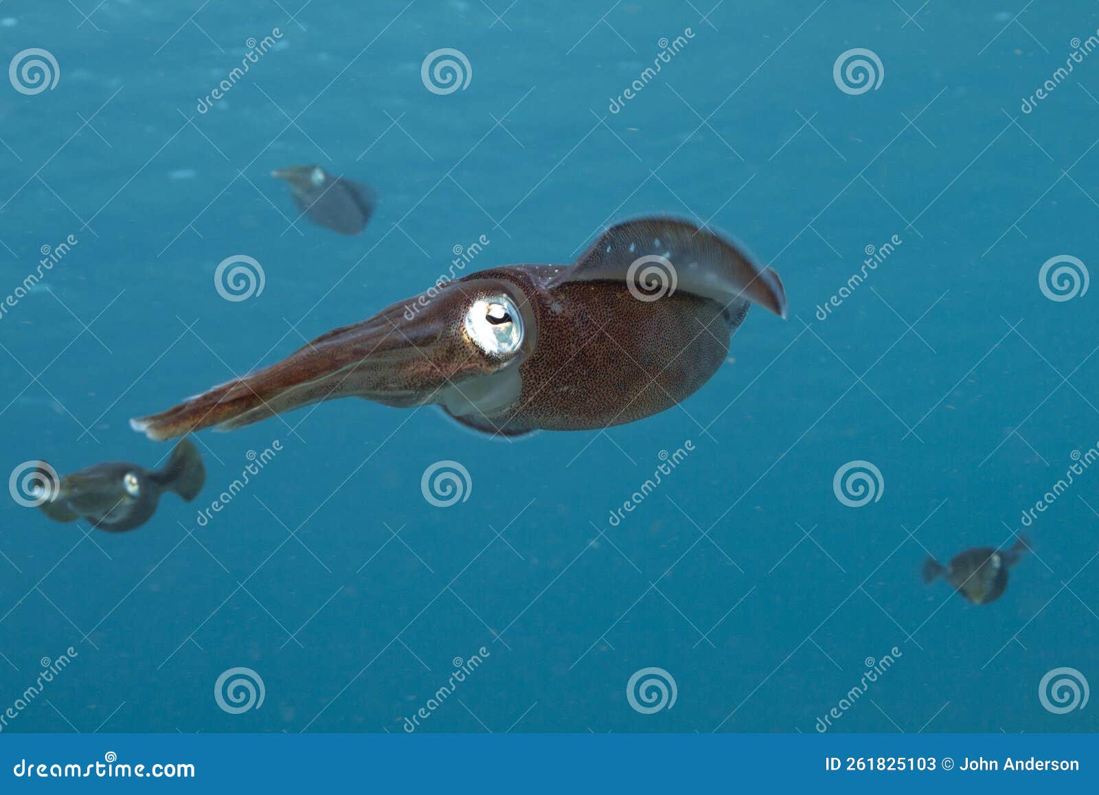 Caribbean Reef Squid ,Sepioteuthis Sepioidea Stock Image - Image of ...