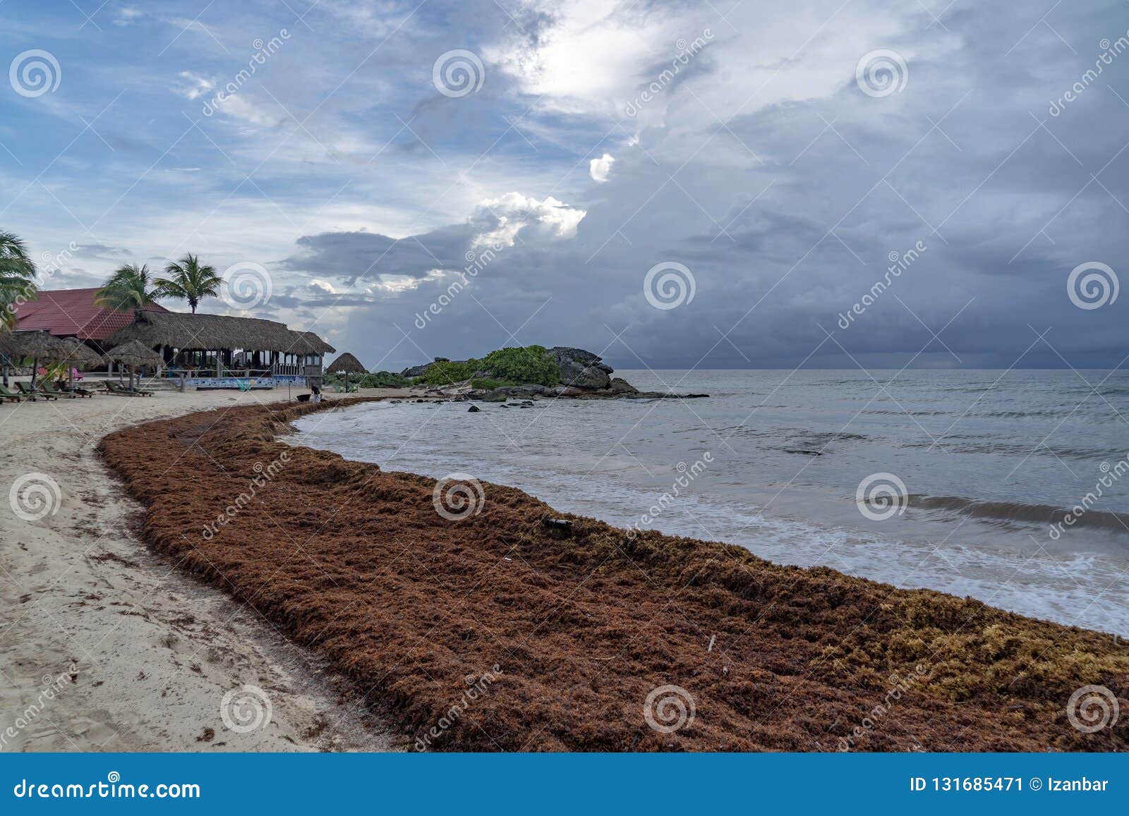 Caribbean Sandy Beach Covered by Sargasso Algae Seaweed in Tulum Mexico ...