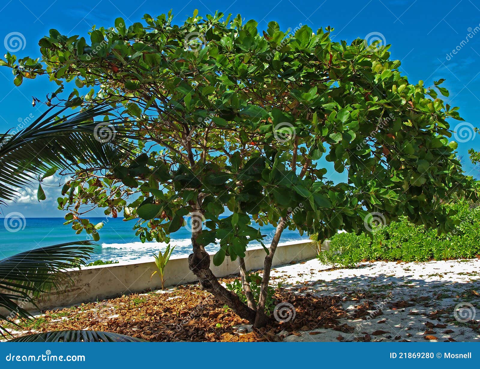 Caribbean Sea Grape Tree stock photo. Image of trees - 21869280