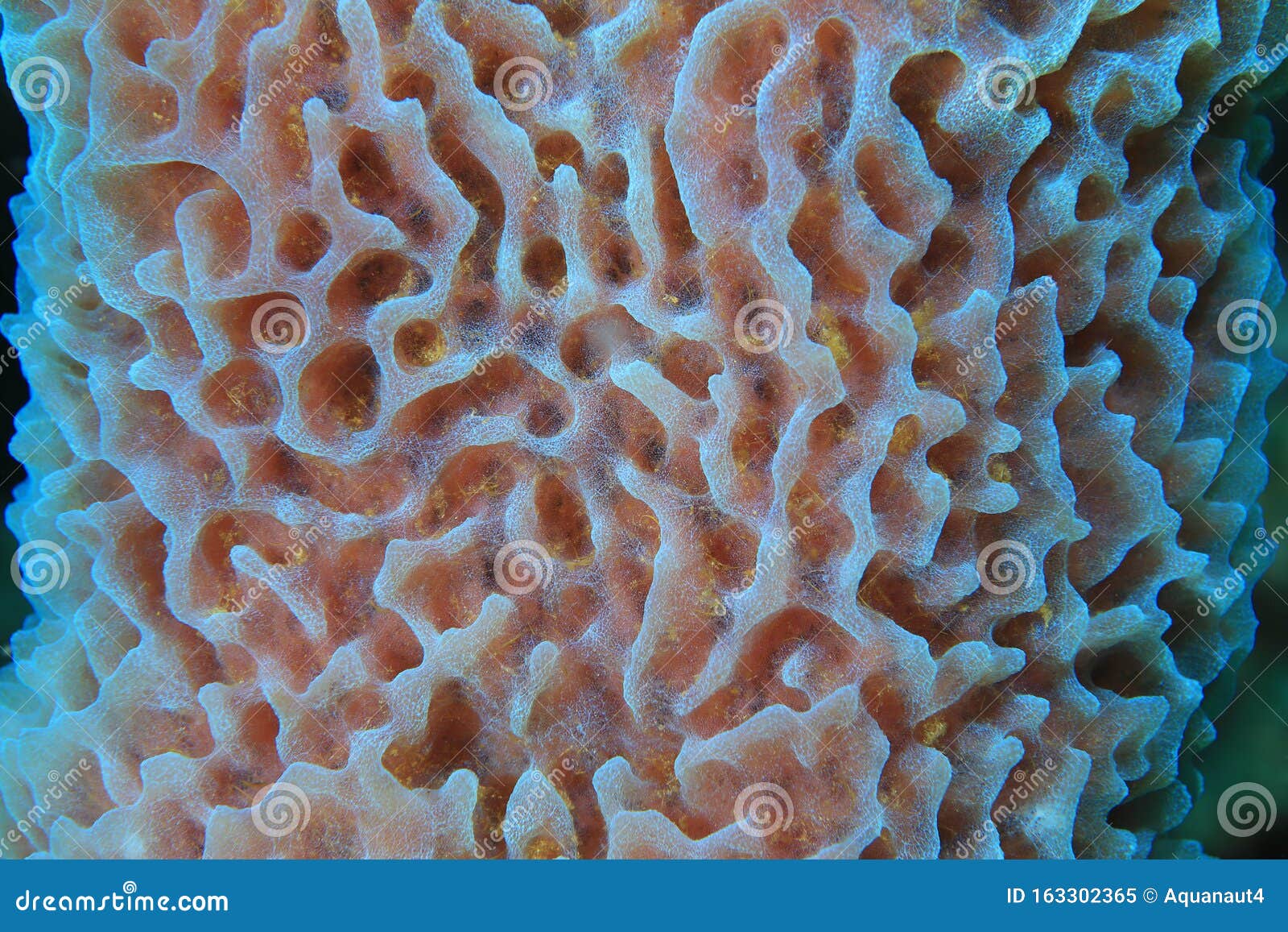 Caribbean sea sponge stock image. Image of reef, ocean - 163302365