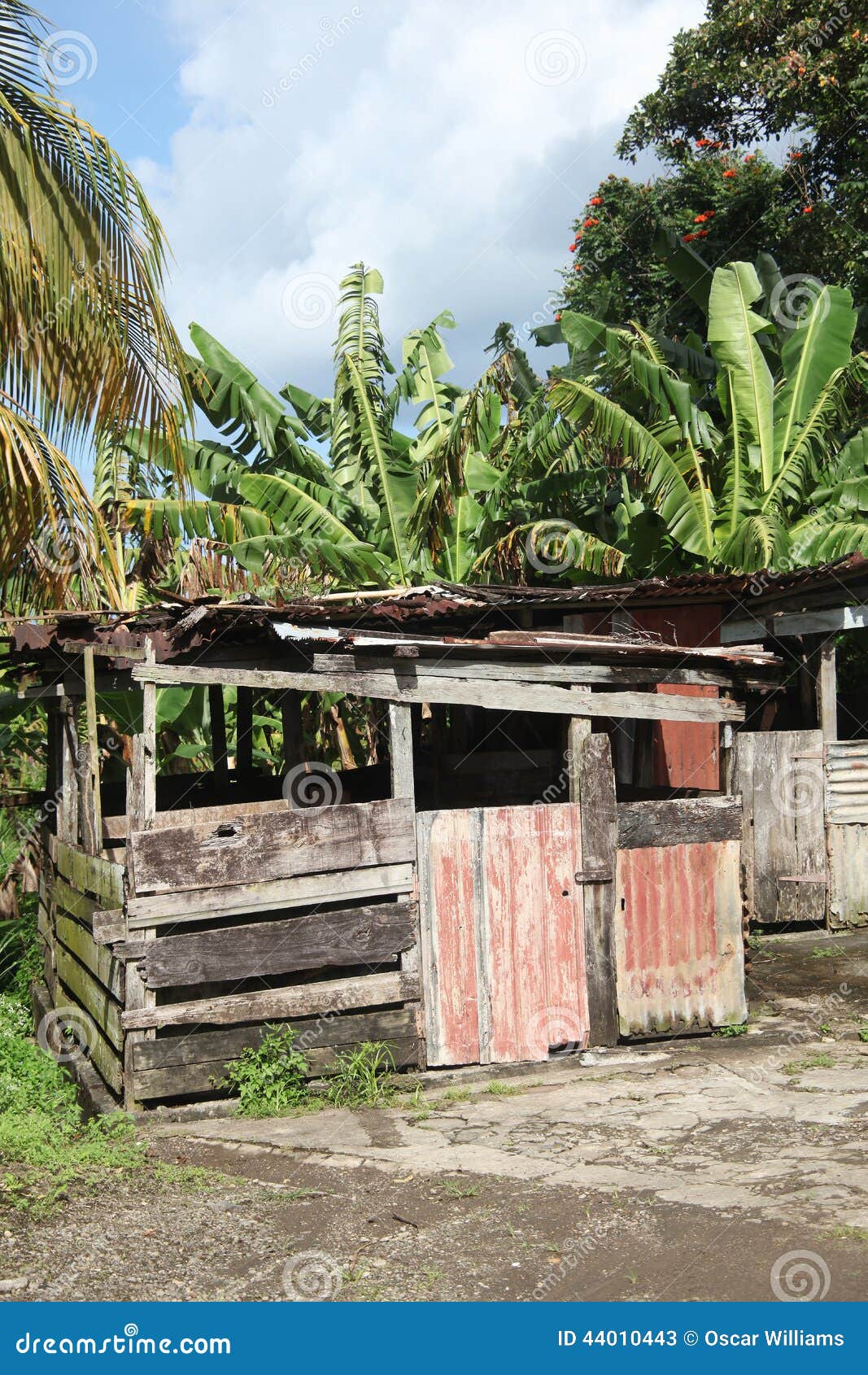 Caribbean shack. stock image. Image of forest, abandoned - 44010443