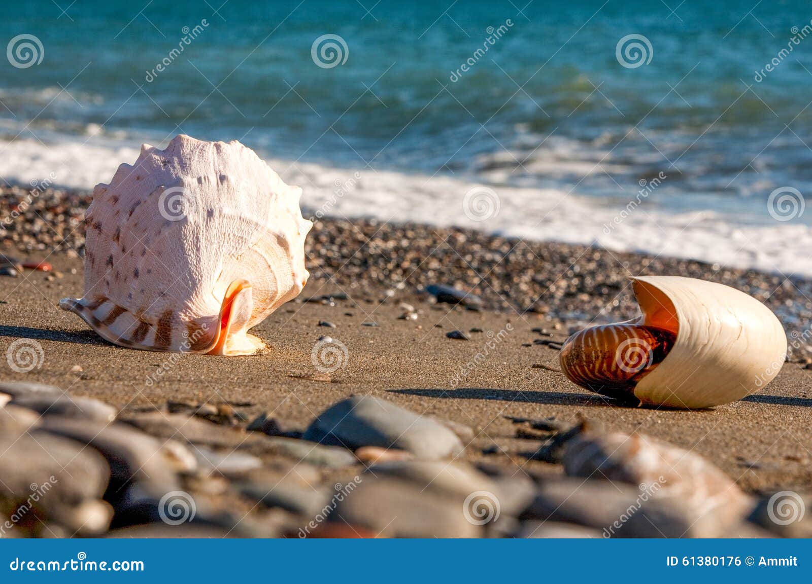 Caribbean Shells on the Beach Stock Photo - Image of life, nature: 61380176
