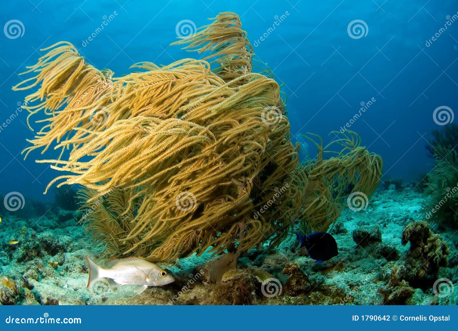 Caribbean Coral Color