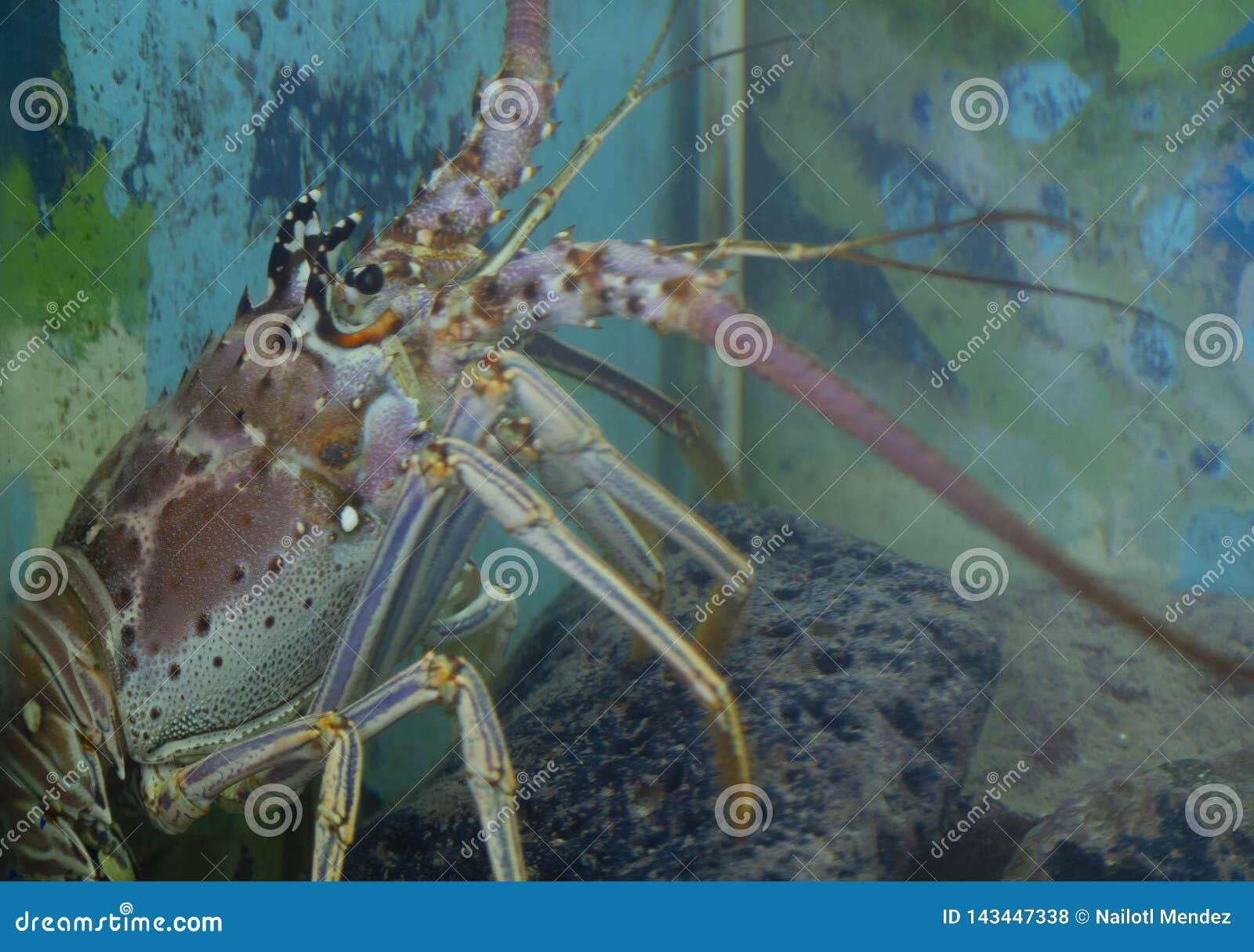 The Caribbean Spiny Lobster & X28;Panulirus Argus Stock Photo - Image ...
