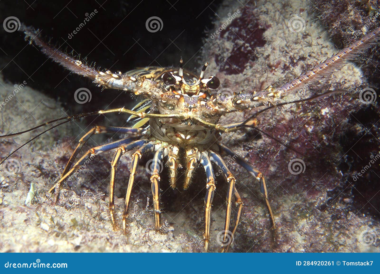 A Caribbean Spiny Lobster, Panulirus Argus, Underwater Stock Image ...