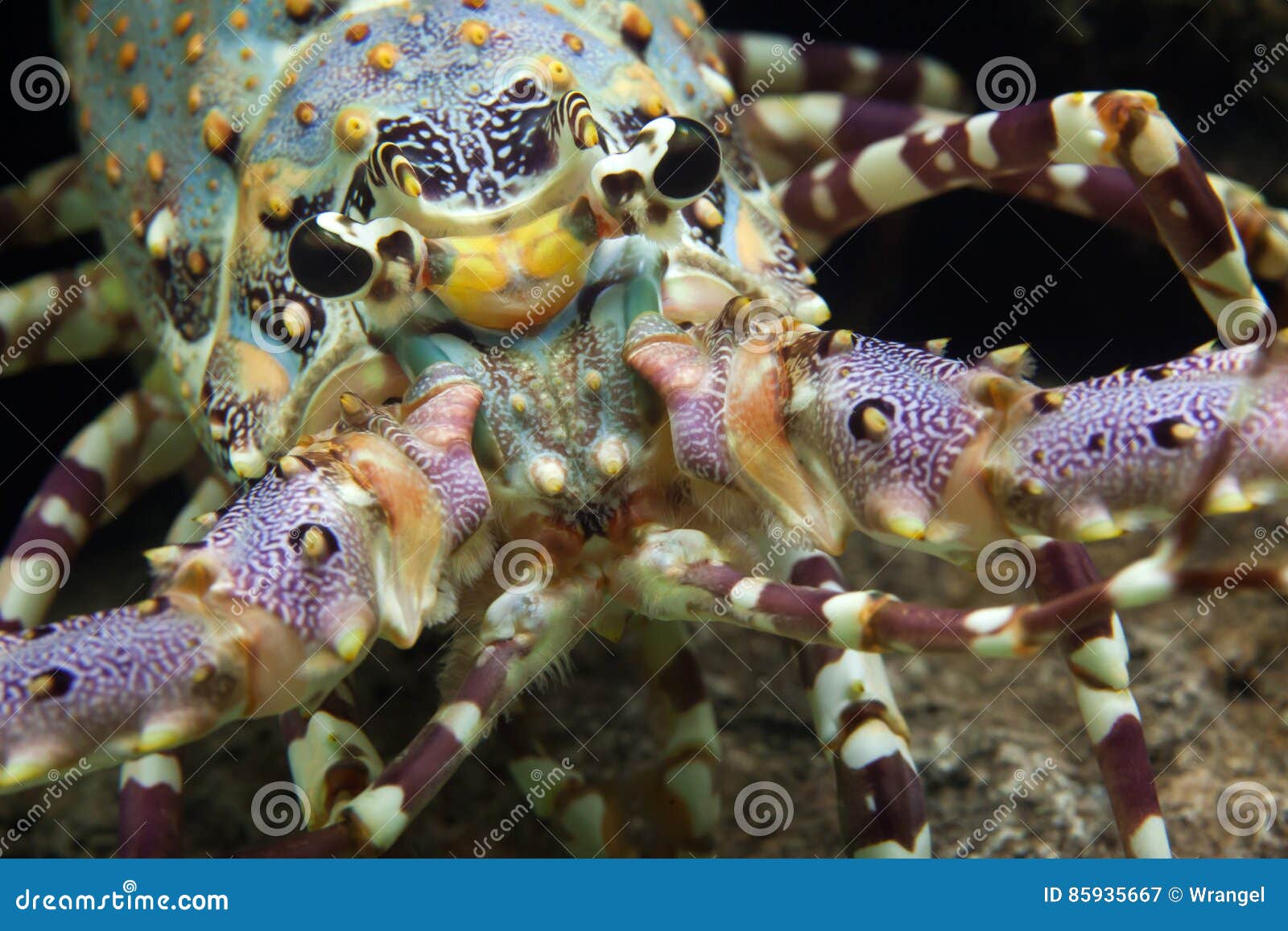 Caribbean Spiny Lobster Panulirus Argus Stock Image - Image of nature ...
