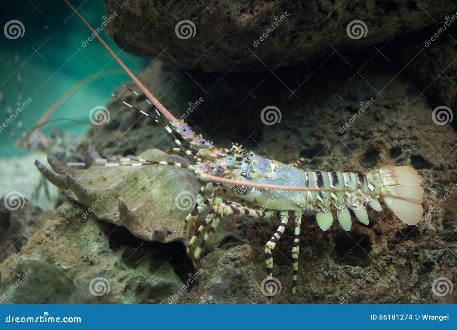 Caribbean Spiny Lobster Panulirus Argus Stock Photo - Image of american ...
