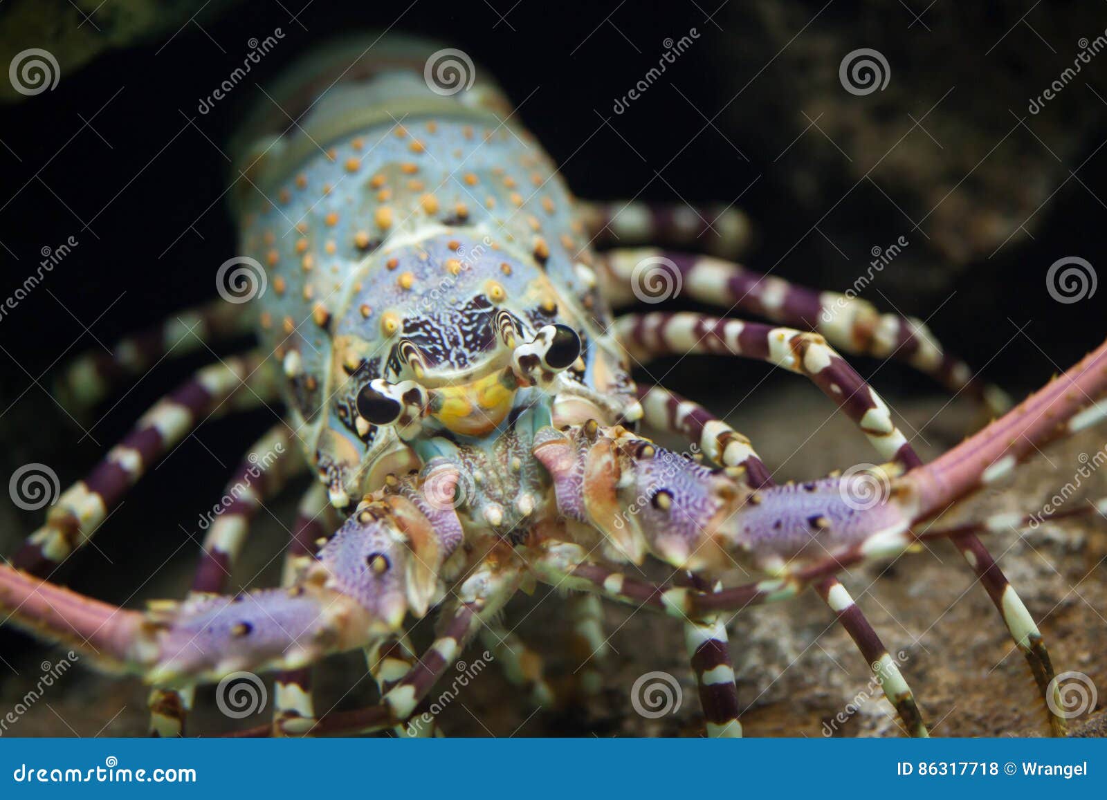 Caribbean Spiny Lobster Panulirus Argus Stock Photo - Image of america ...