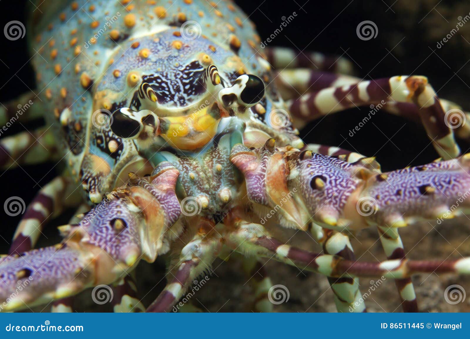 Caribbean Spiny Lobster Panulirus Argus Stock Image - Image of decapoda ...