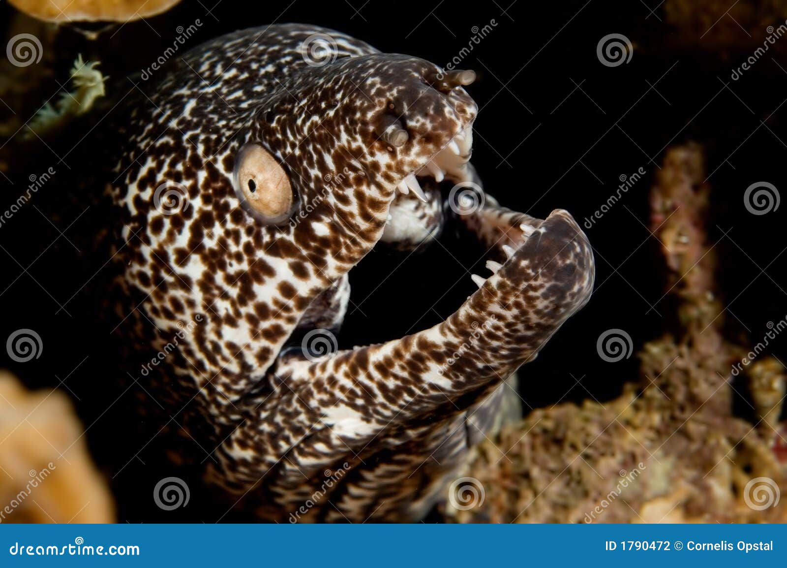 Spotted Moray Eel ,utila,honduras Underwater Snake Stock Photo ...