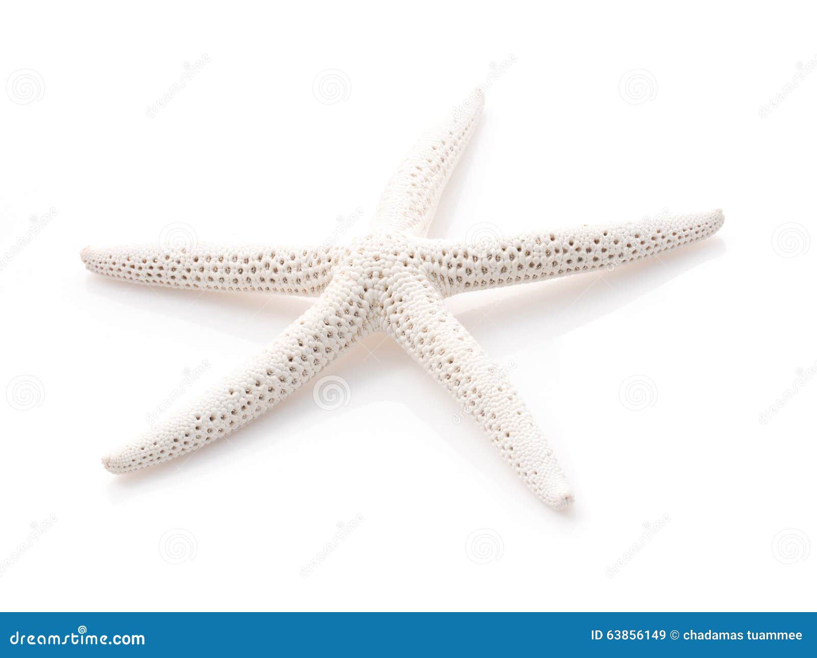 The Caribbean Starfish Isolated on White Background Stock Image - Image ...