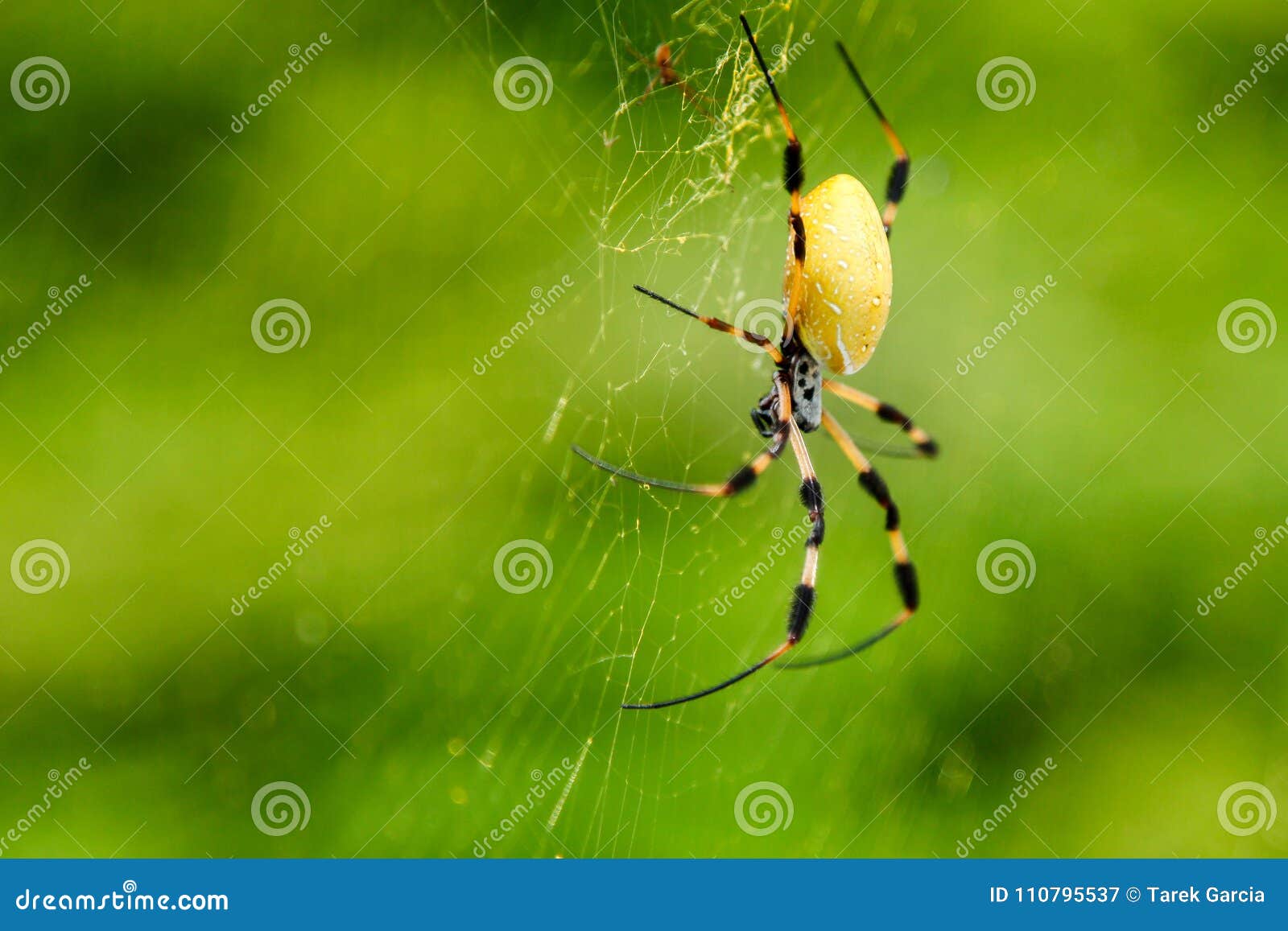 Caribbean Tiger Spider and Spider Web Stock Image - Image of sunset ...