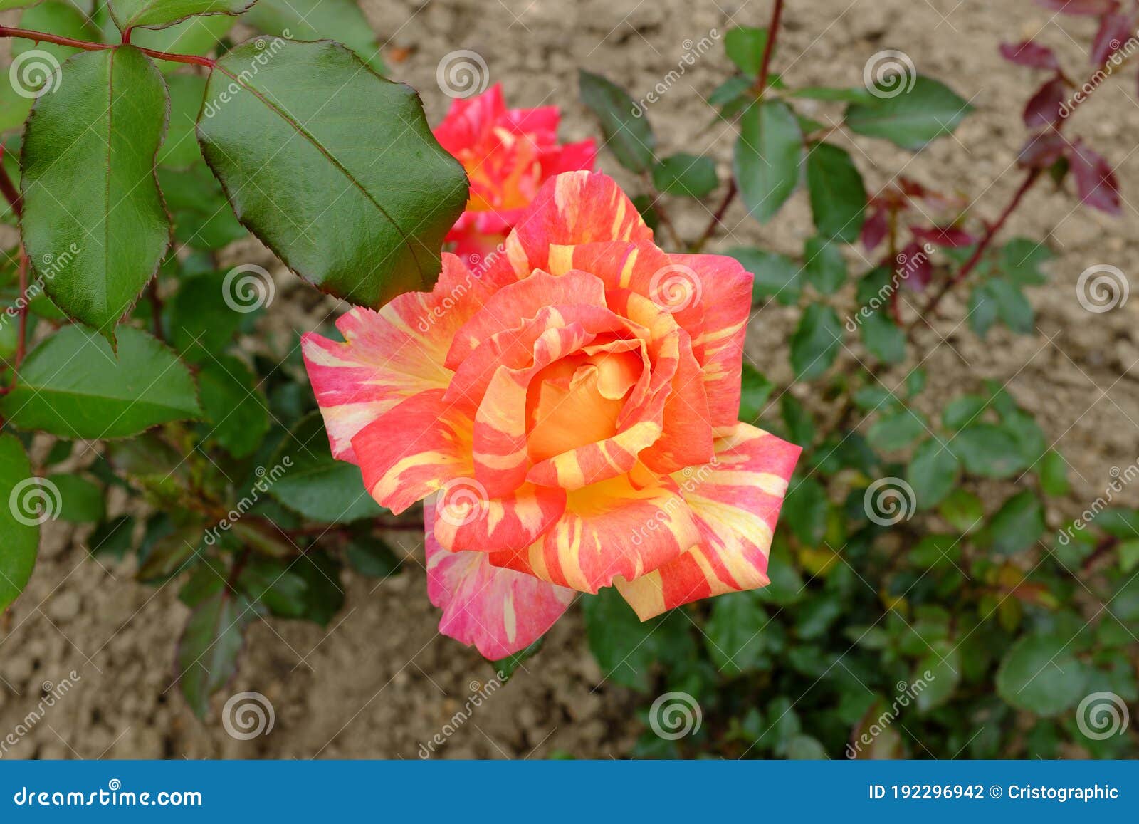 Caribia foto de archivo. Imagen de extracto, flores - 192296942