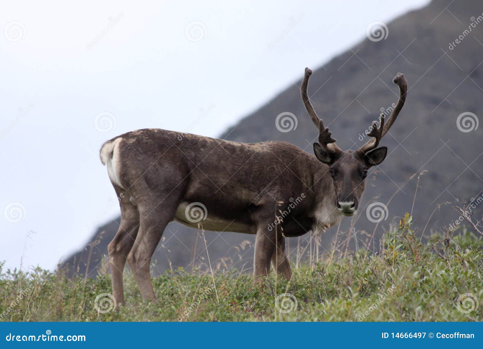 Caribou stock image. Image of national, tourism, travel - 14666497