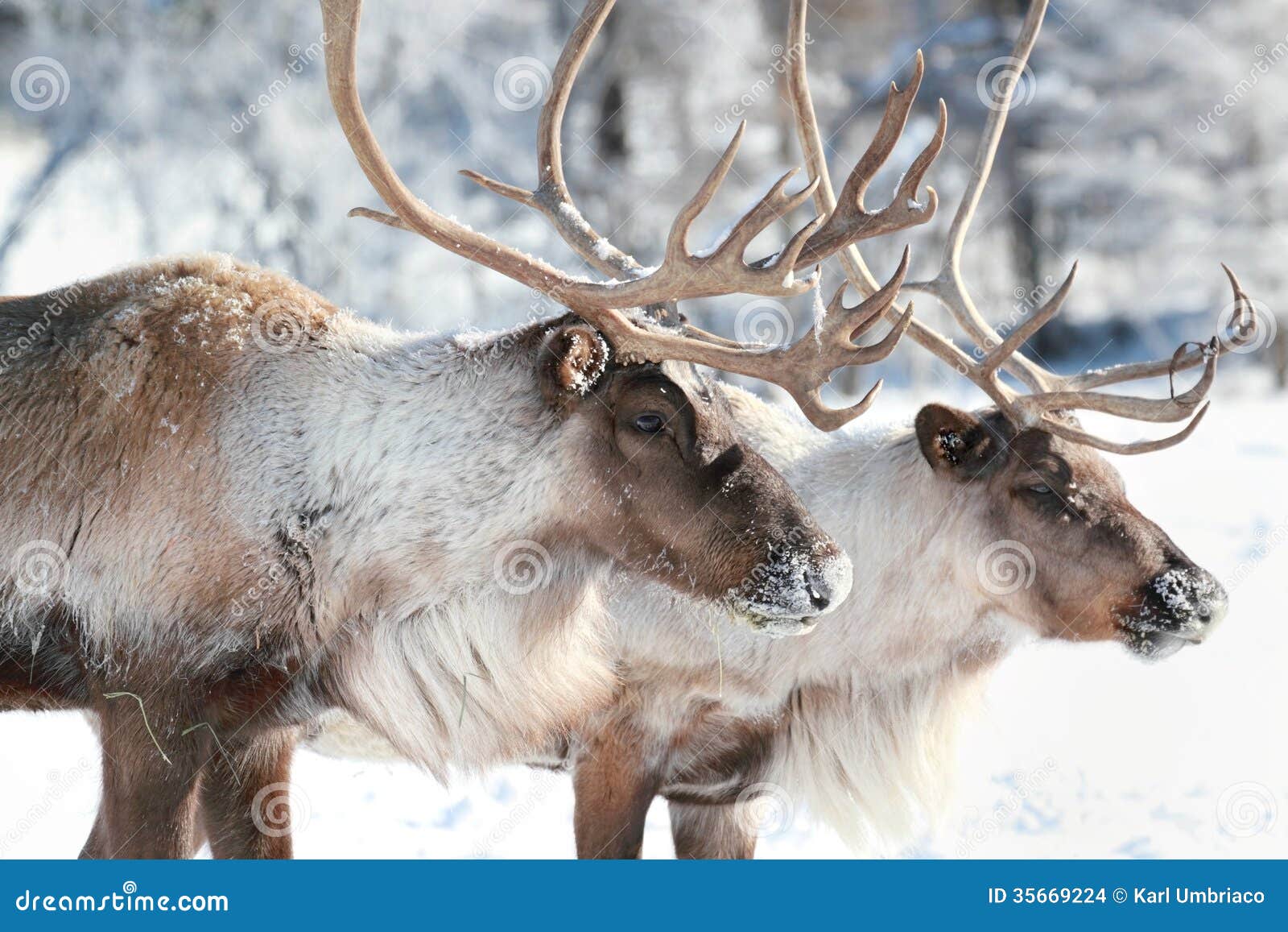 Caribou photo stock. Image du mammifère, nature, hiver - 35669224