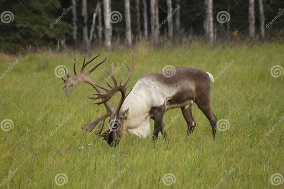 Caribou stock image. Image of peninsula, bull, caribou - 891365