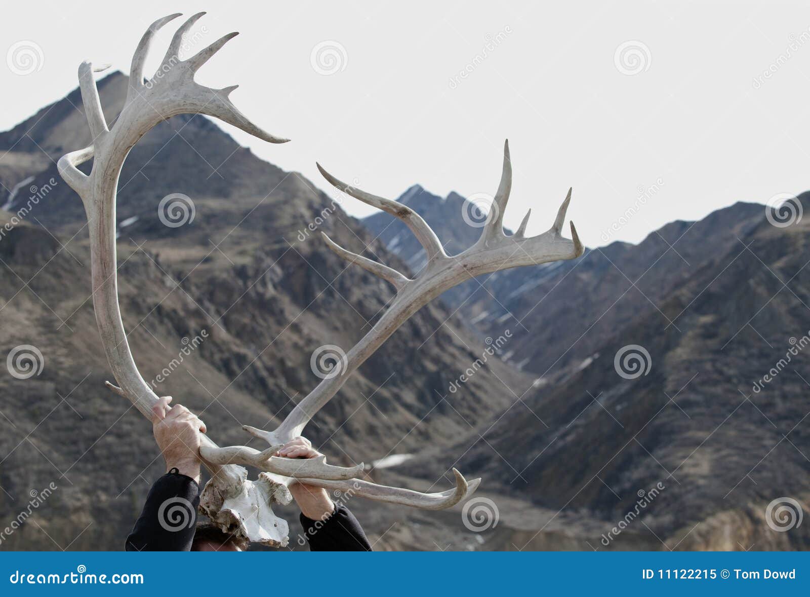 Caribou antlers stock image. Image of points, wilderness - 11122215