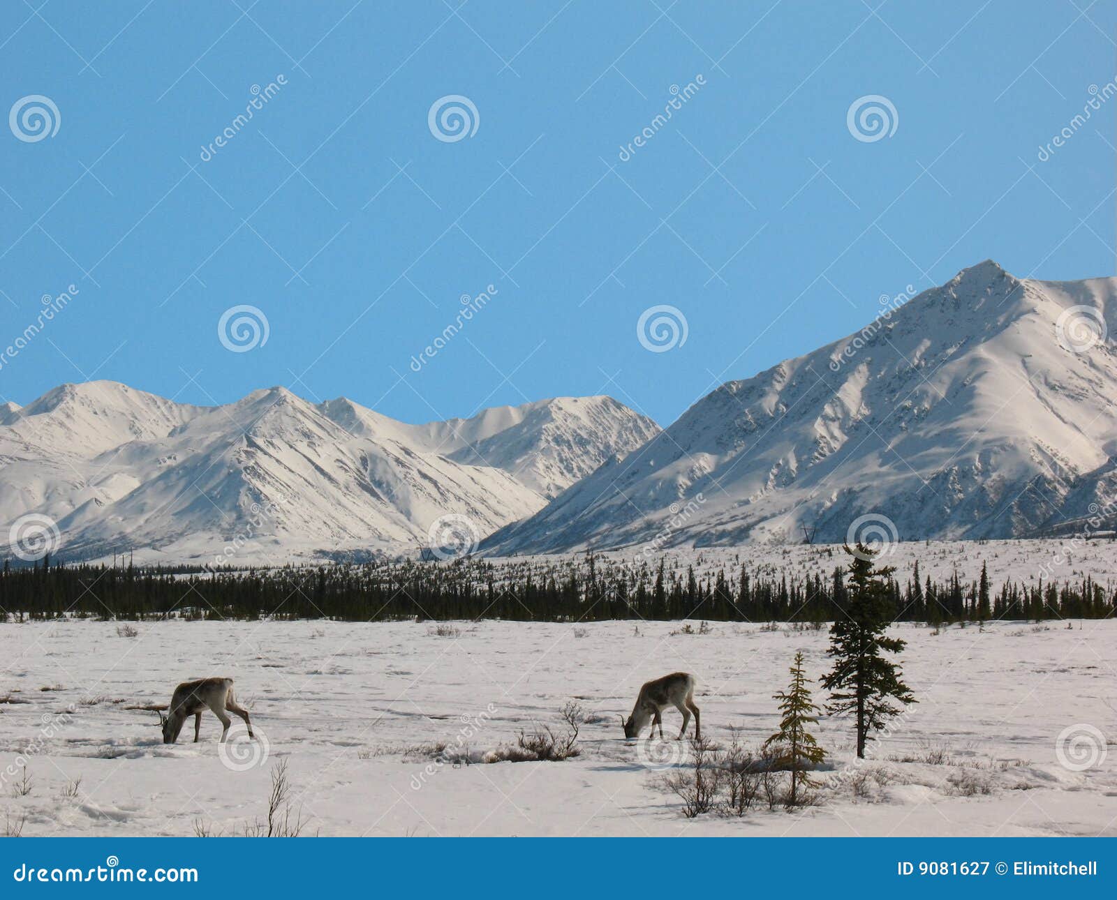 Caribou Eating in Broad Pass in the Alaska Range Stock Image - Image of ...
