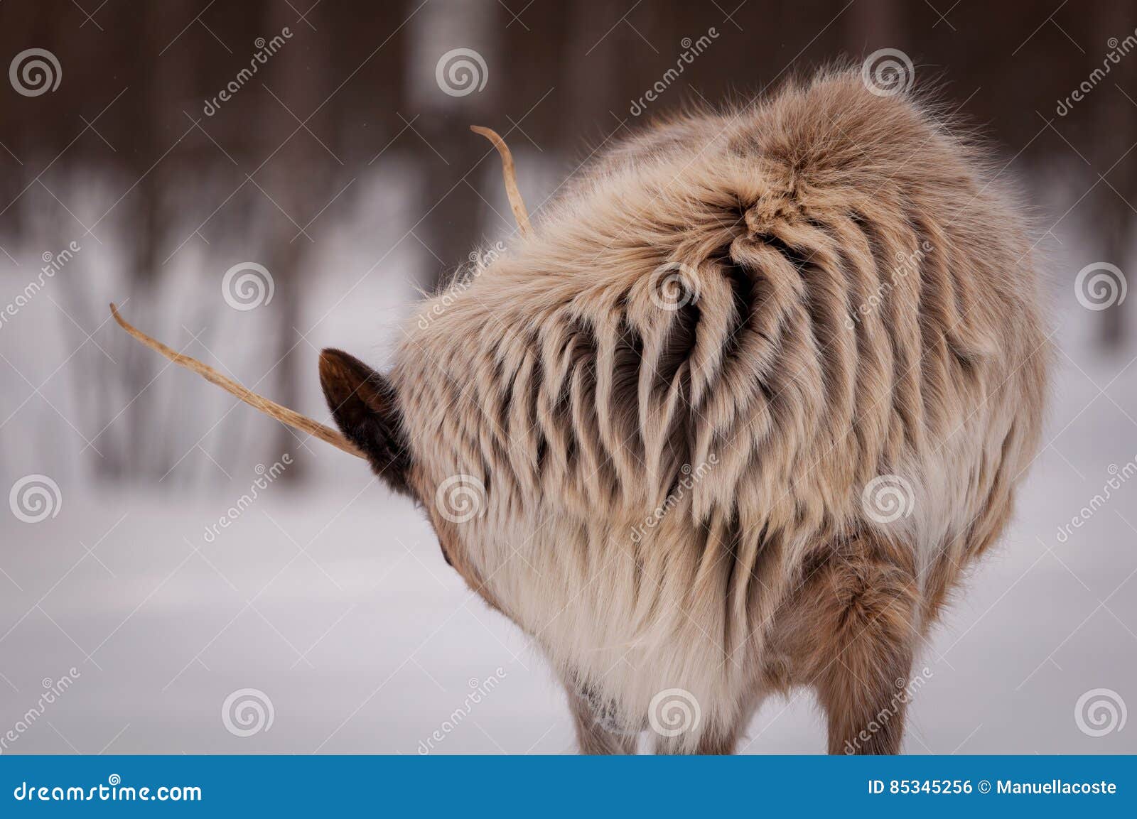 Caribou Fur Close-up in Winter Stock Photo - Image of christmas, deer ...