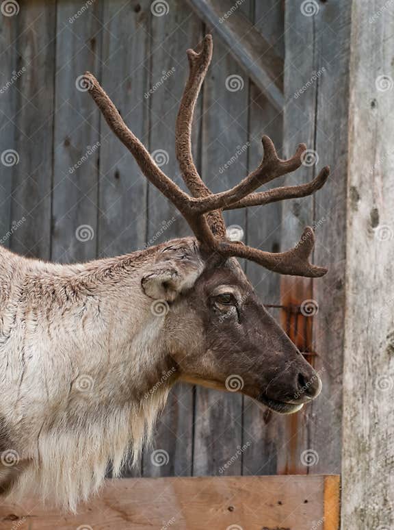 Caribou Head with Nice Antler Stock Image - Image of head, wood: 27943775
