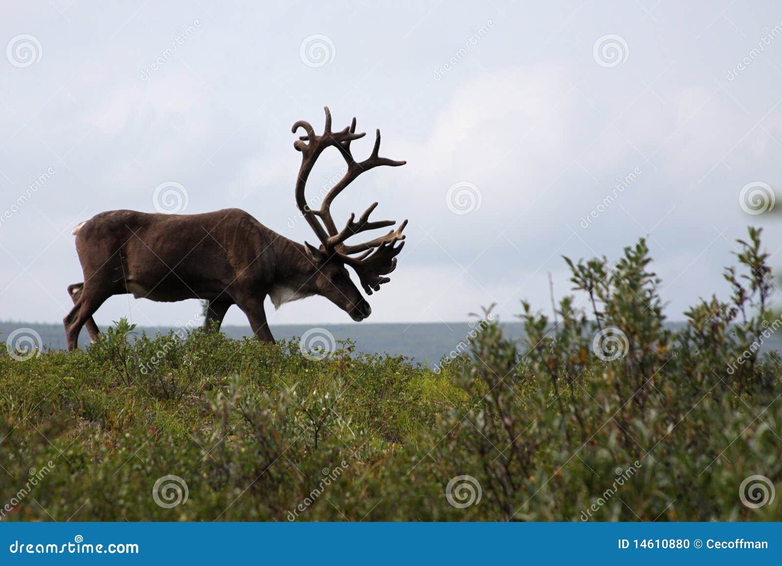 Caribou on Hilltop stock photo. Image of tourism, caribou - 14610880