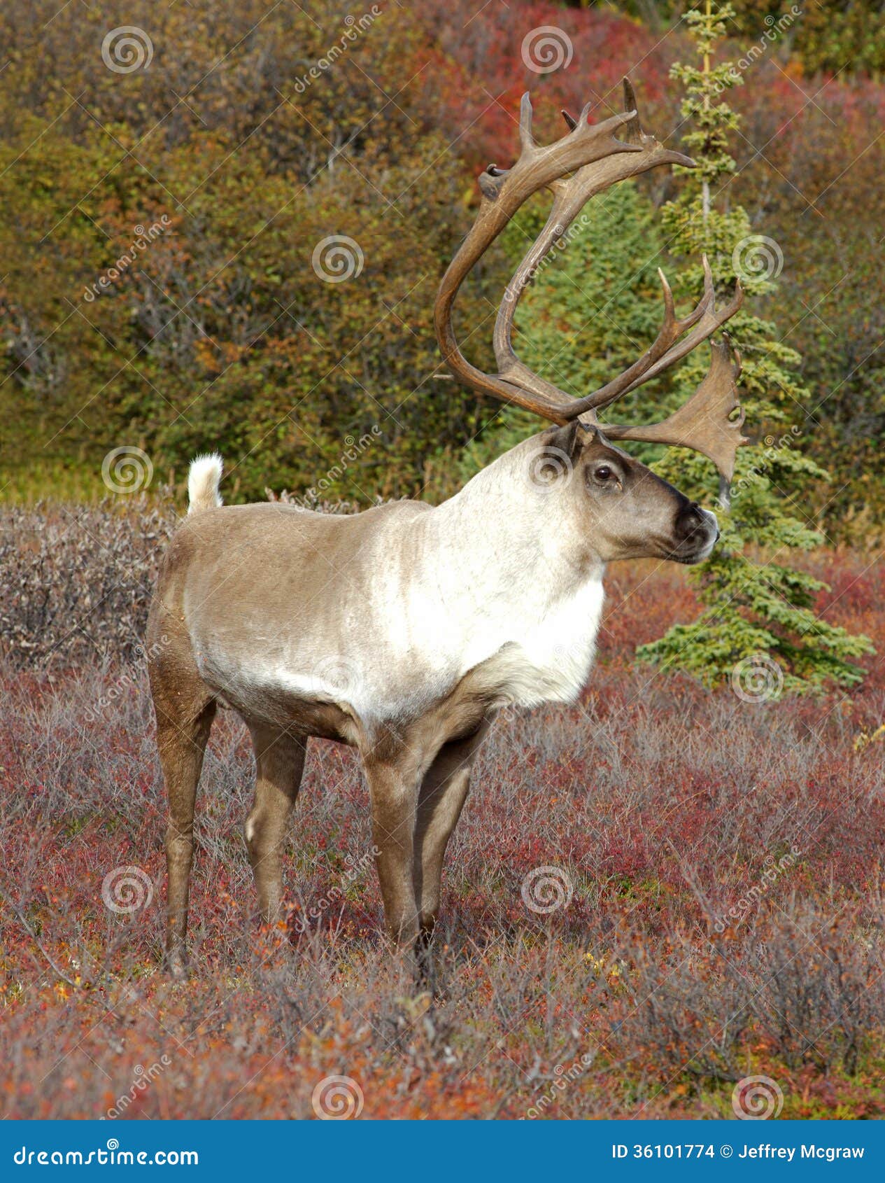 Caribou stock photo. Image of wild, foliage, hunted, nature - 36101774