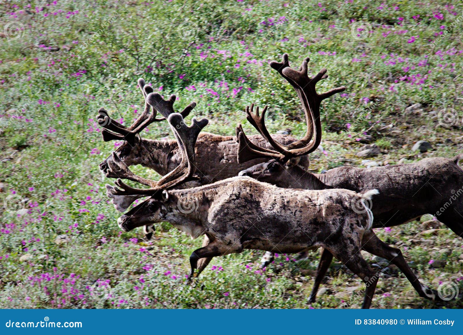 Caribou in Mt. Denali National Park Stock Photo - Image of vertebrate ...