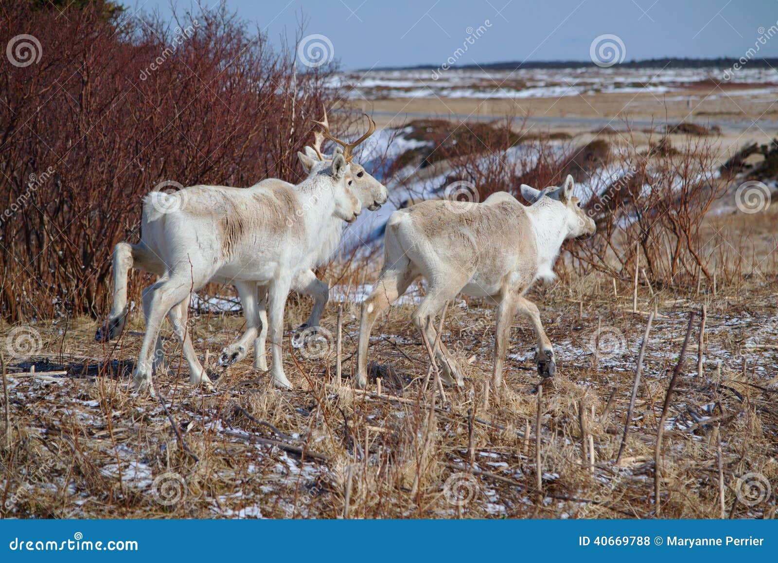 Caribou in Gros Morne National Park Newfoundland Stock Photo - Image of ...