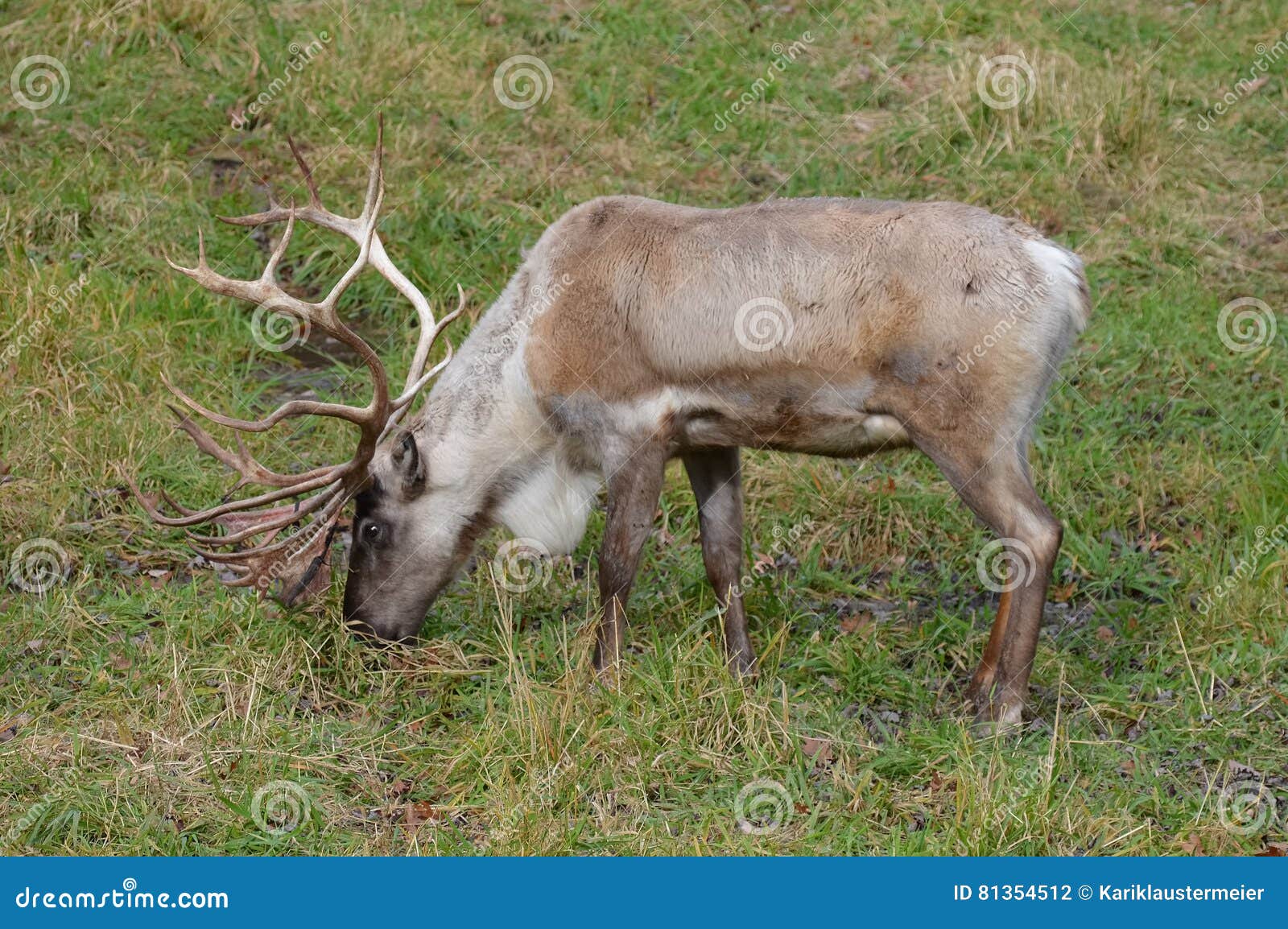 Caribou stock photo. Image of cute, curious, focused - 81354512