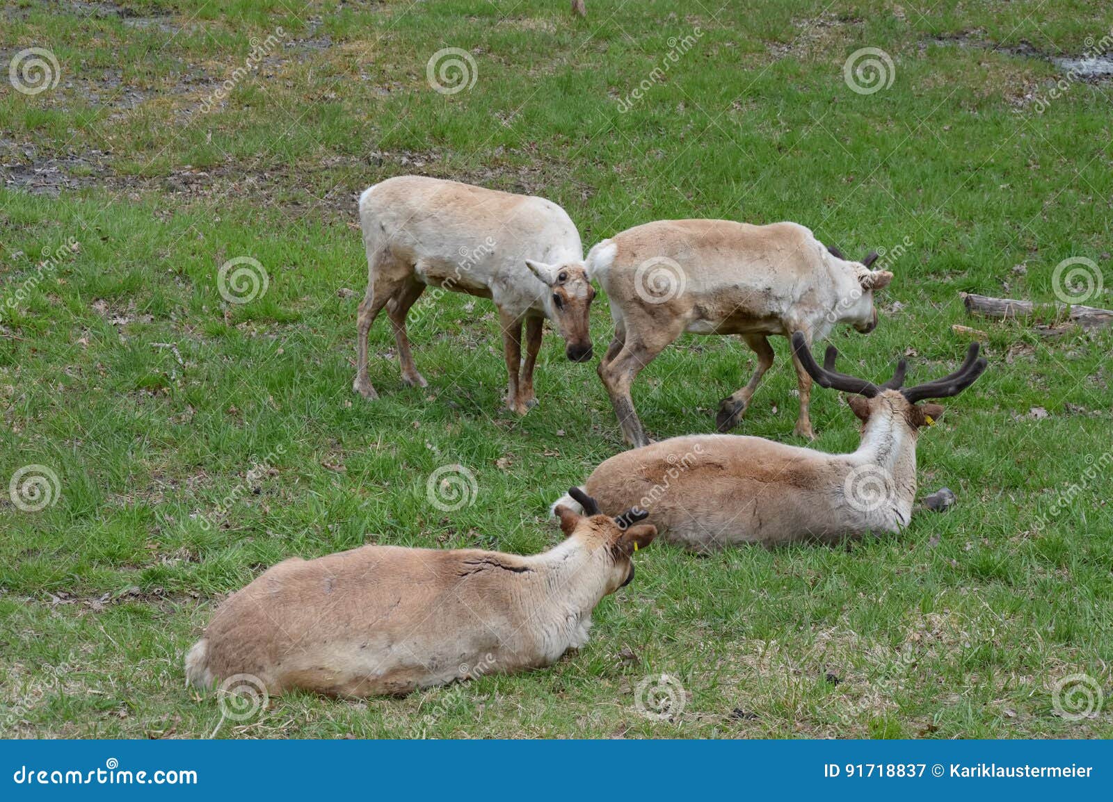 Caribou stock image. Image of life, green, eyes, attraction - 91718837