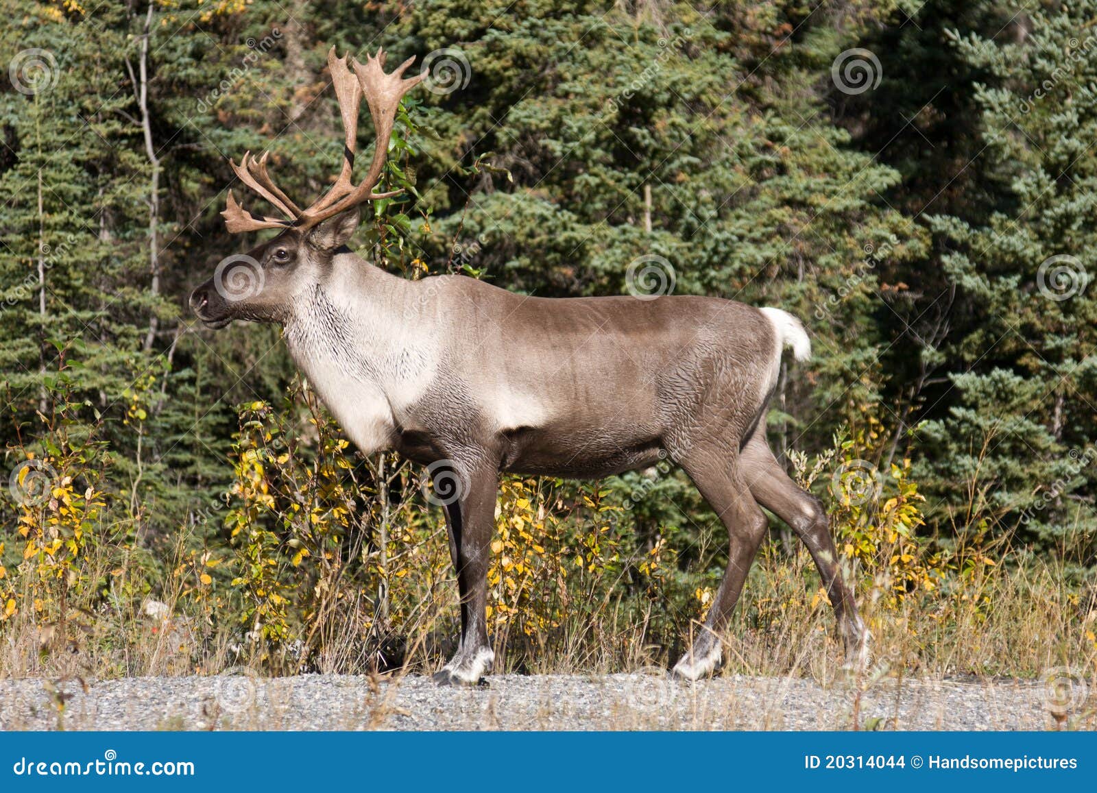 Caribou Shows Off stock photo. Image of male, buck, canada - 20314044
