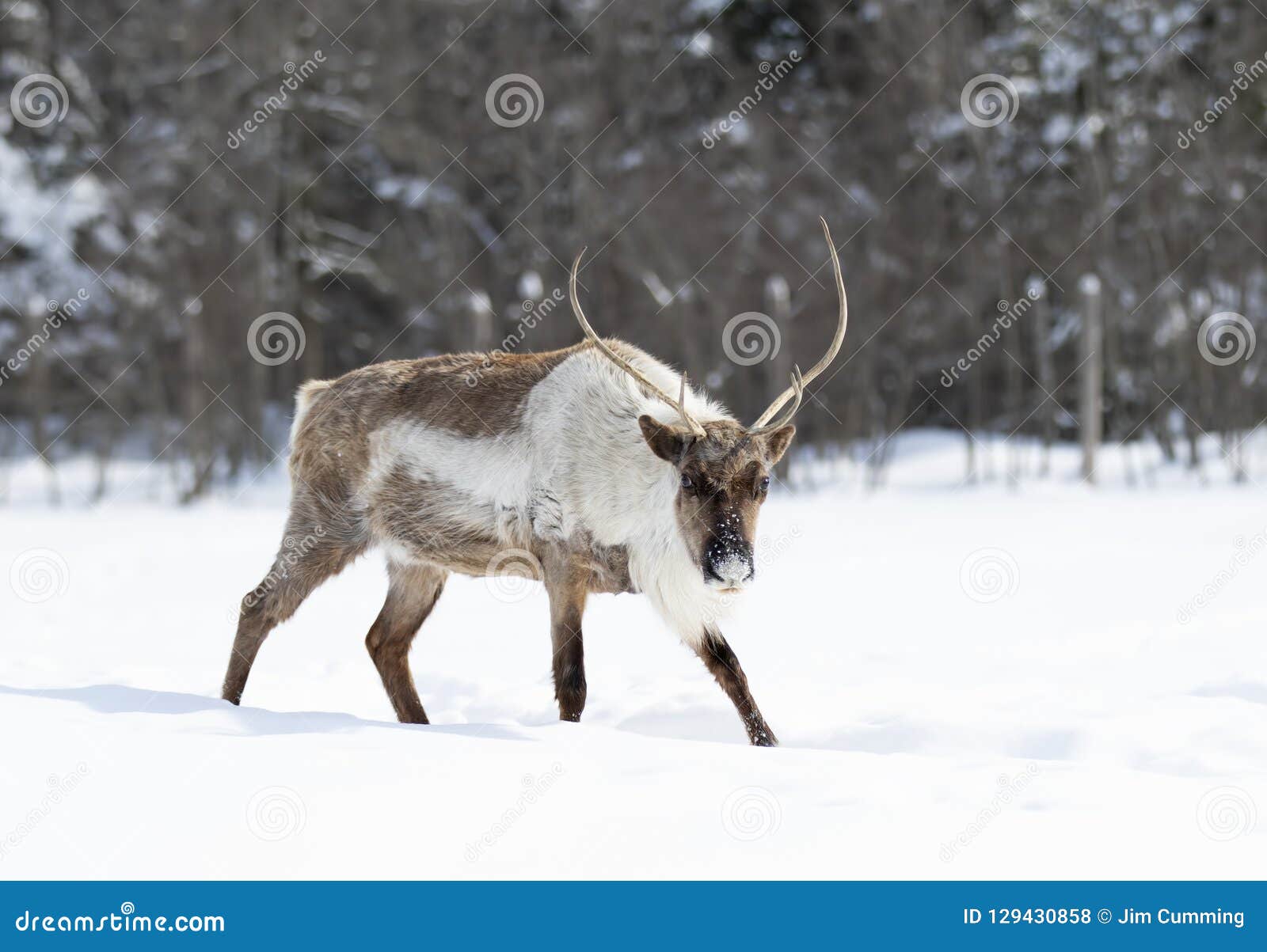 Arctic Caribou In Snow