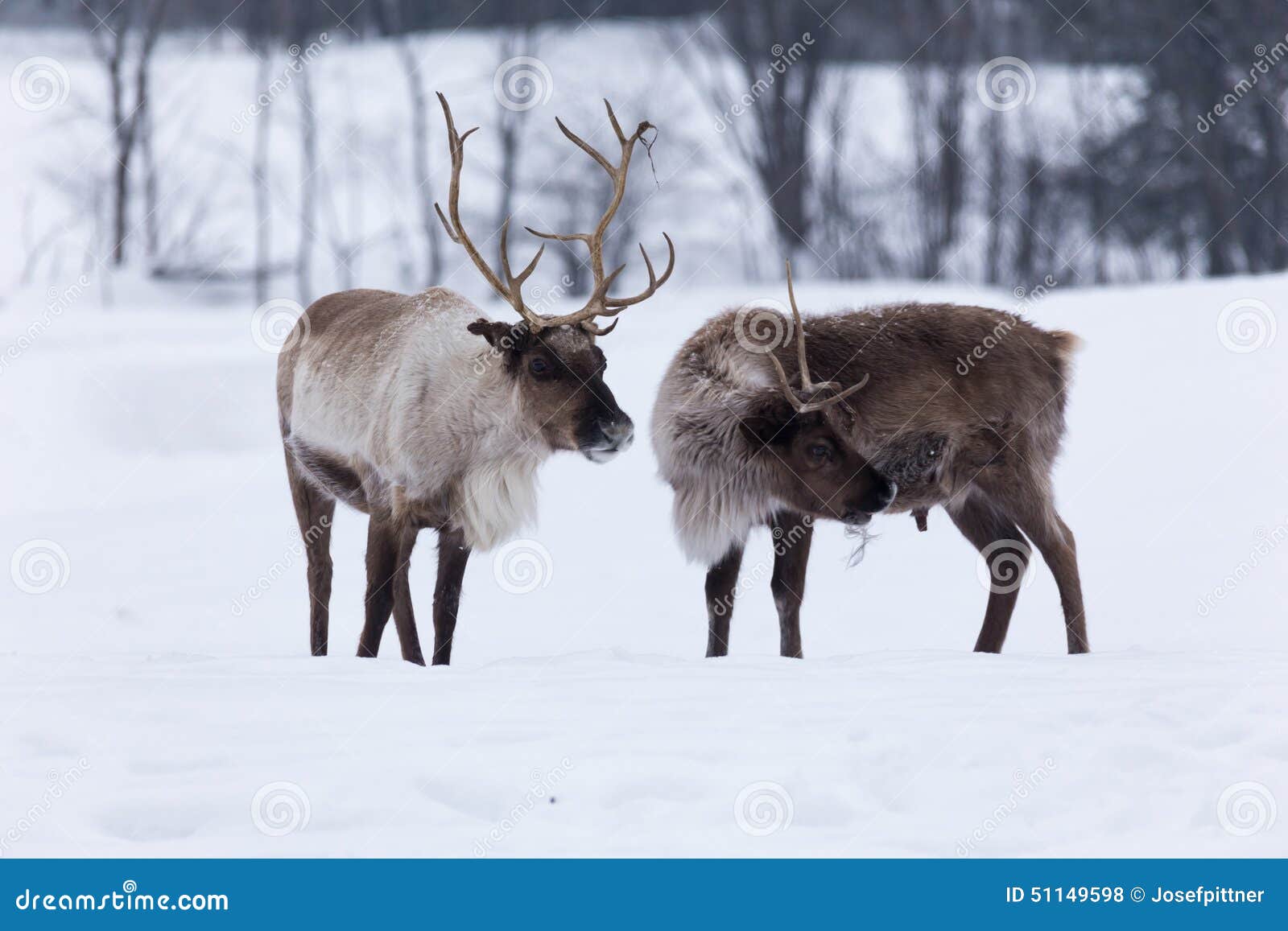 Arctic Caribou In Snow