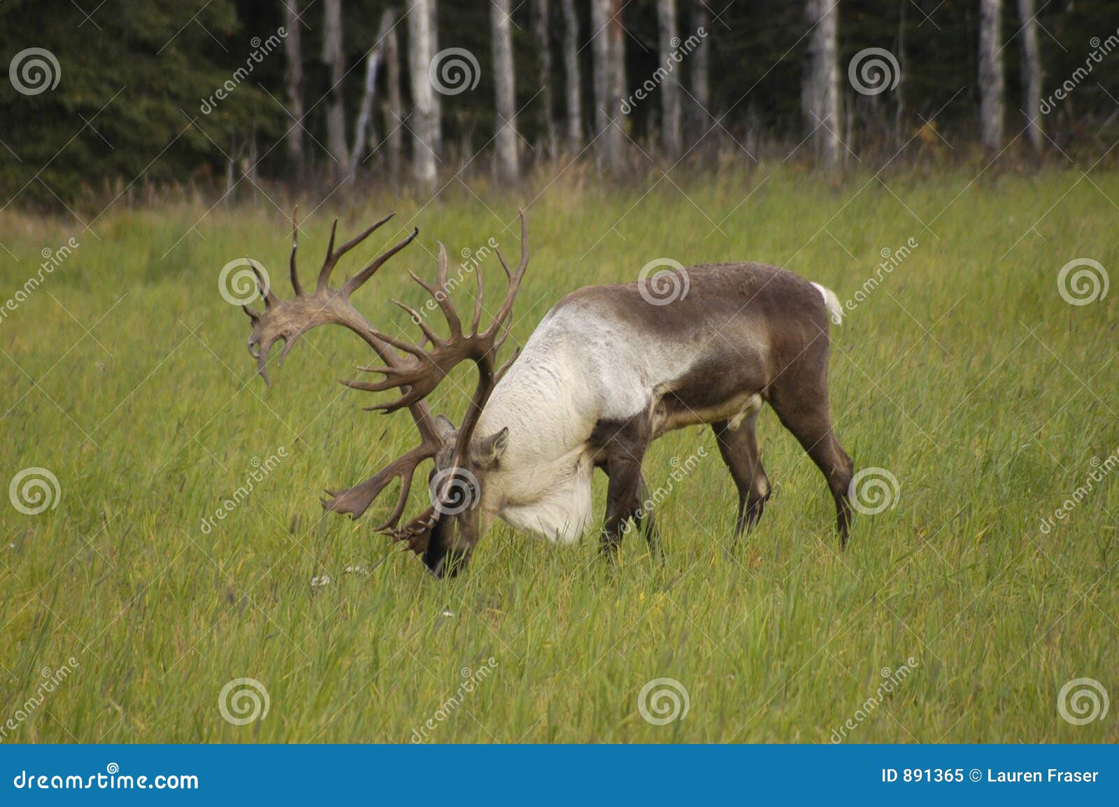 Caribu imagem de stock. Imagem de wildlife, pastar, ungulados - 891365
