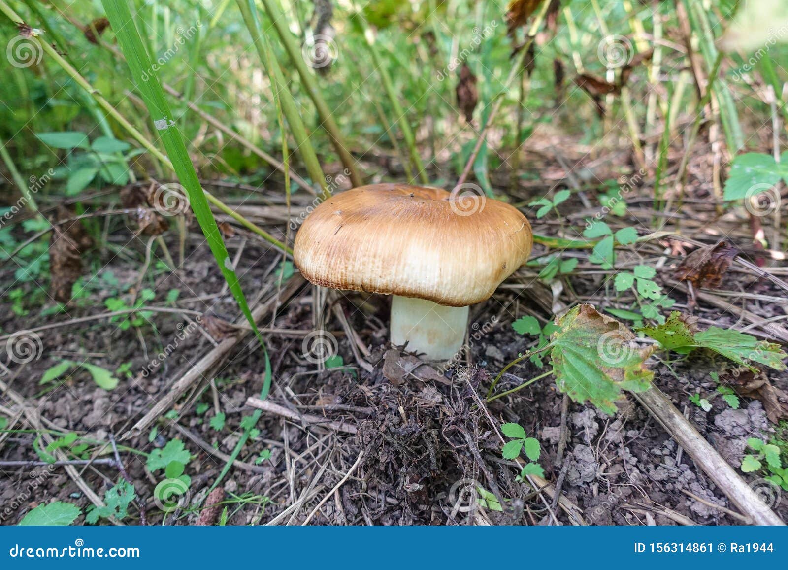 Caricatura De Una Mano Zombie Morada Imagen de archivo - Imagen de ...