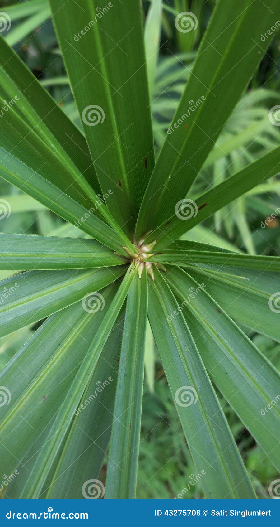 Carice fotografia stock. Immagine di materiale, stuoia - 43275708