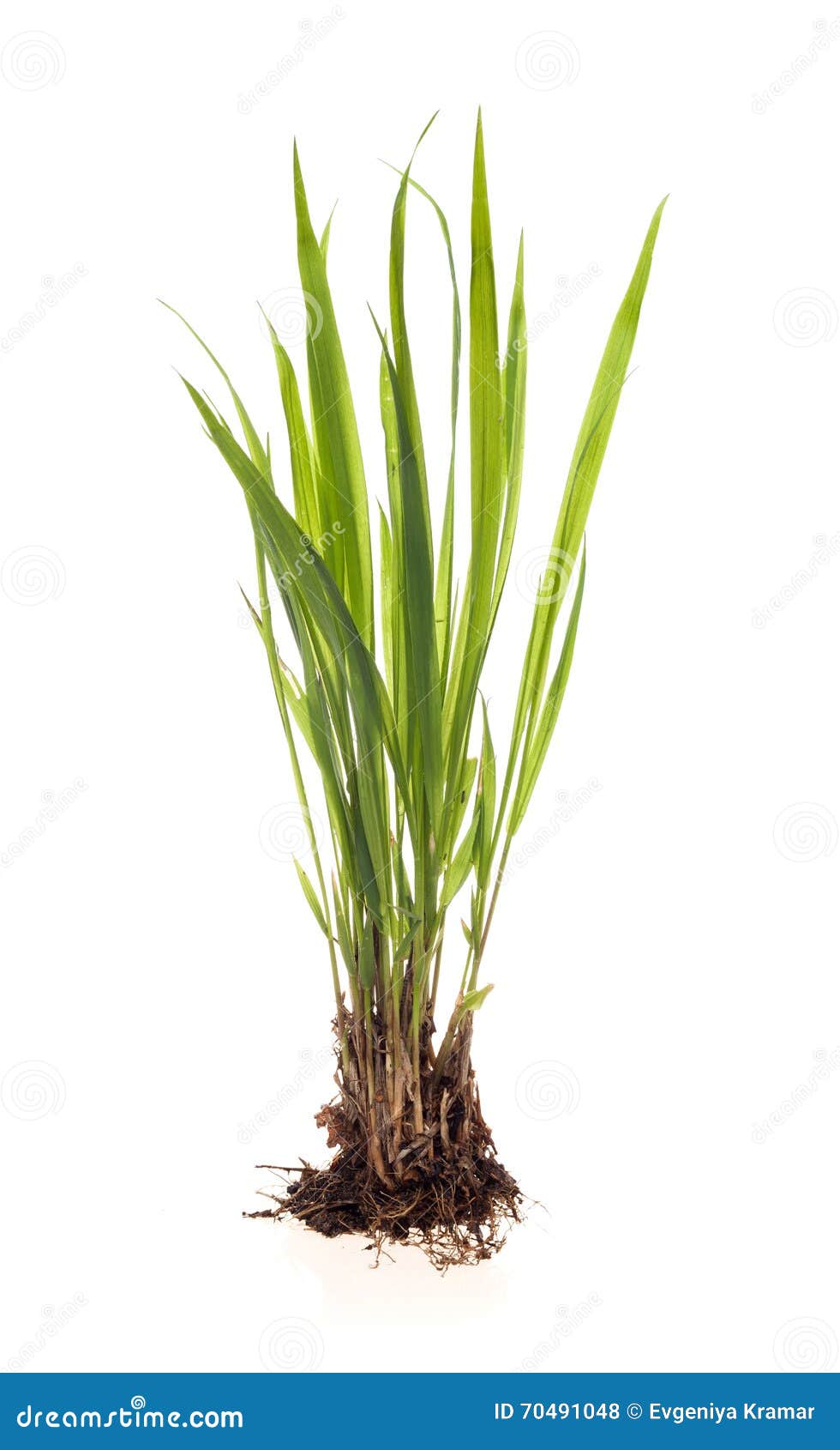Carice dell'erba isolato fotografia stock. Immagine di brezza - 70491048