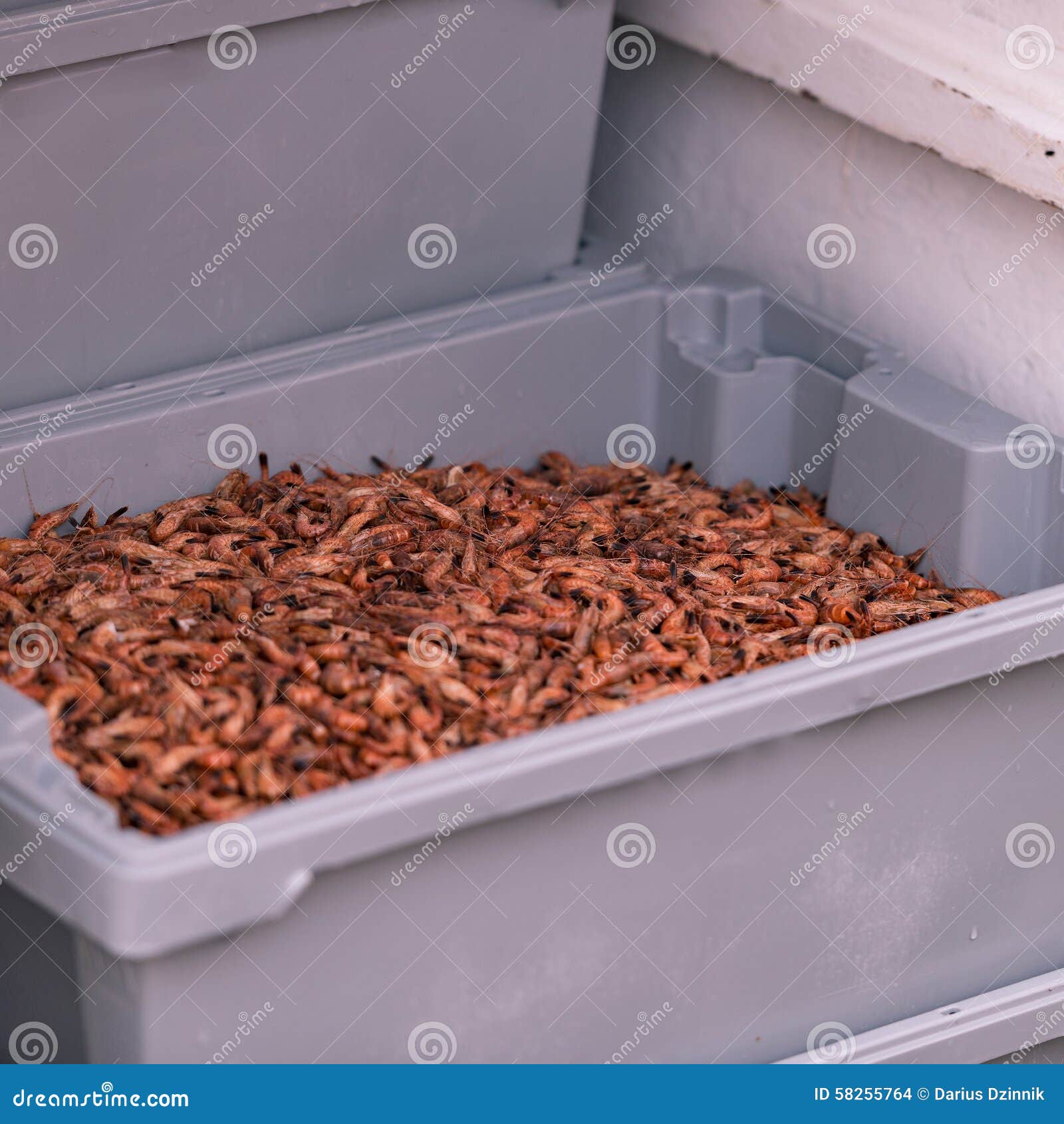 Pandalus Borealis Or Coldwater Shrimp Or Pink Shrimp Or Deepwater ...