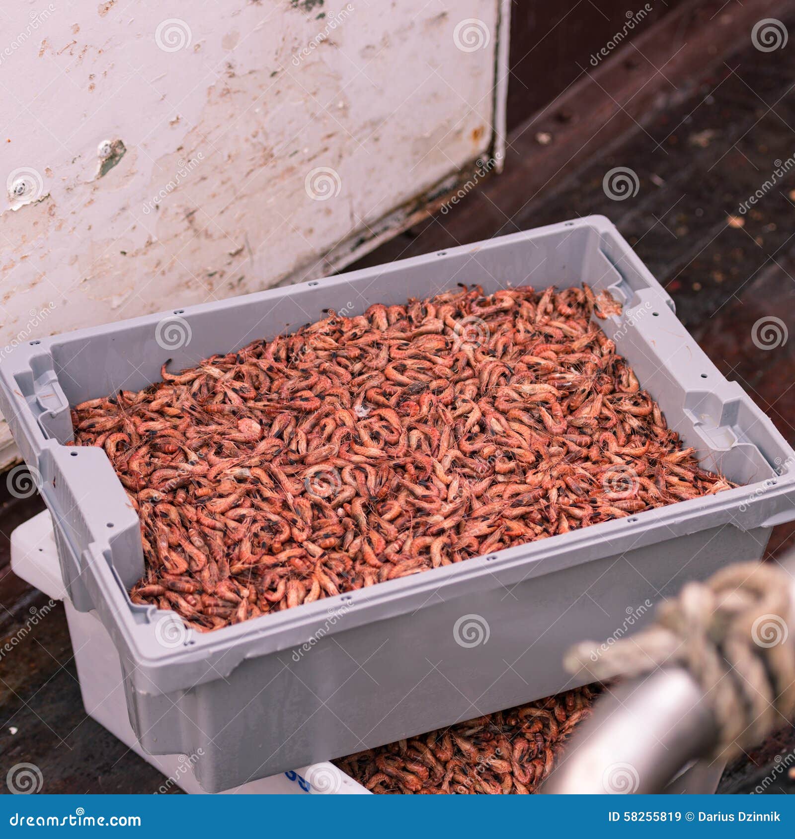 Pandalus Borealis Or Coldwater Shrimp Or Pink Shrimp Or Deepwater ...