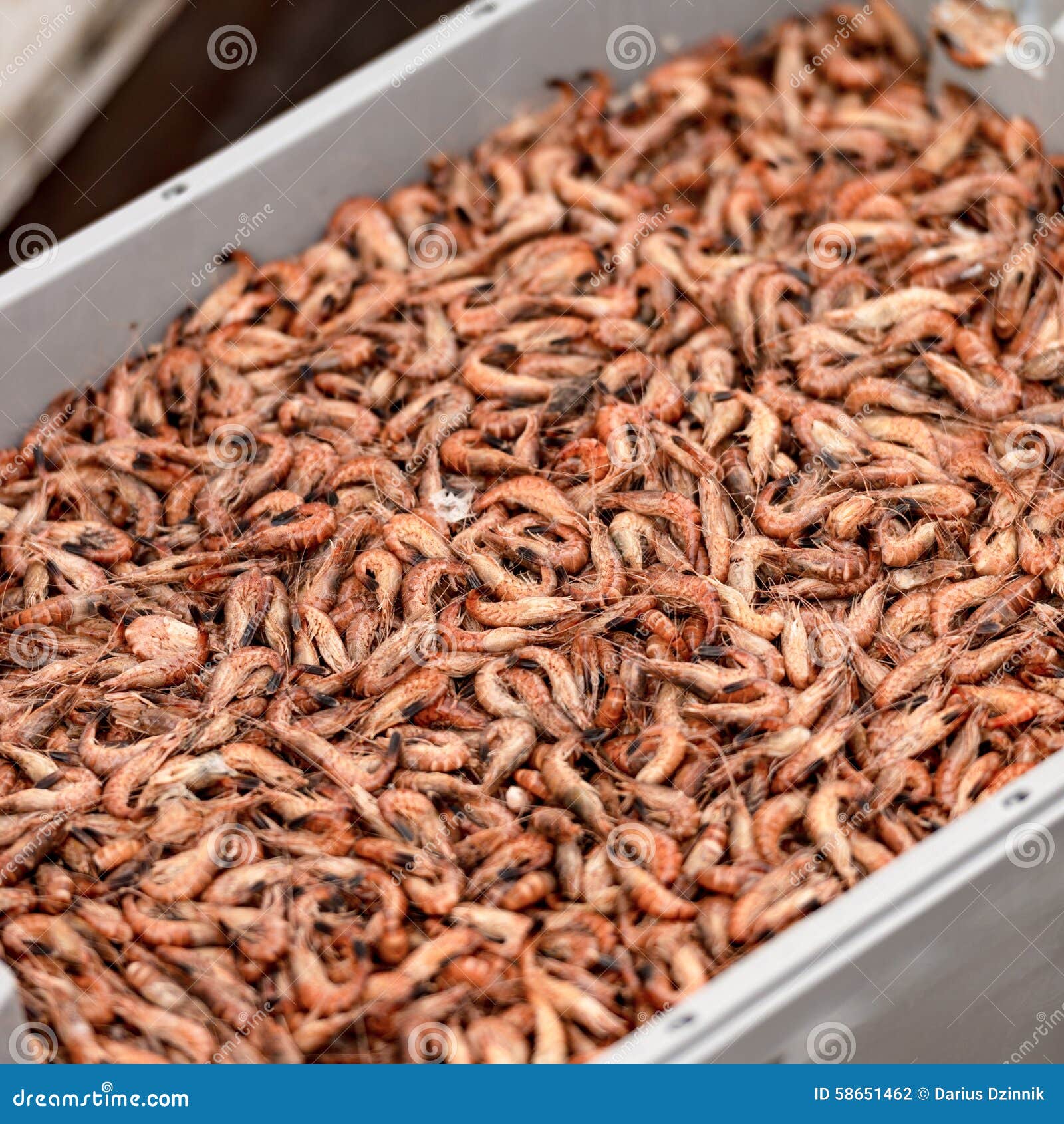 Pandalus Borealis Or Coldwater Shrimp Or Pink Shrimp Or Deepwater ...