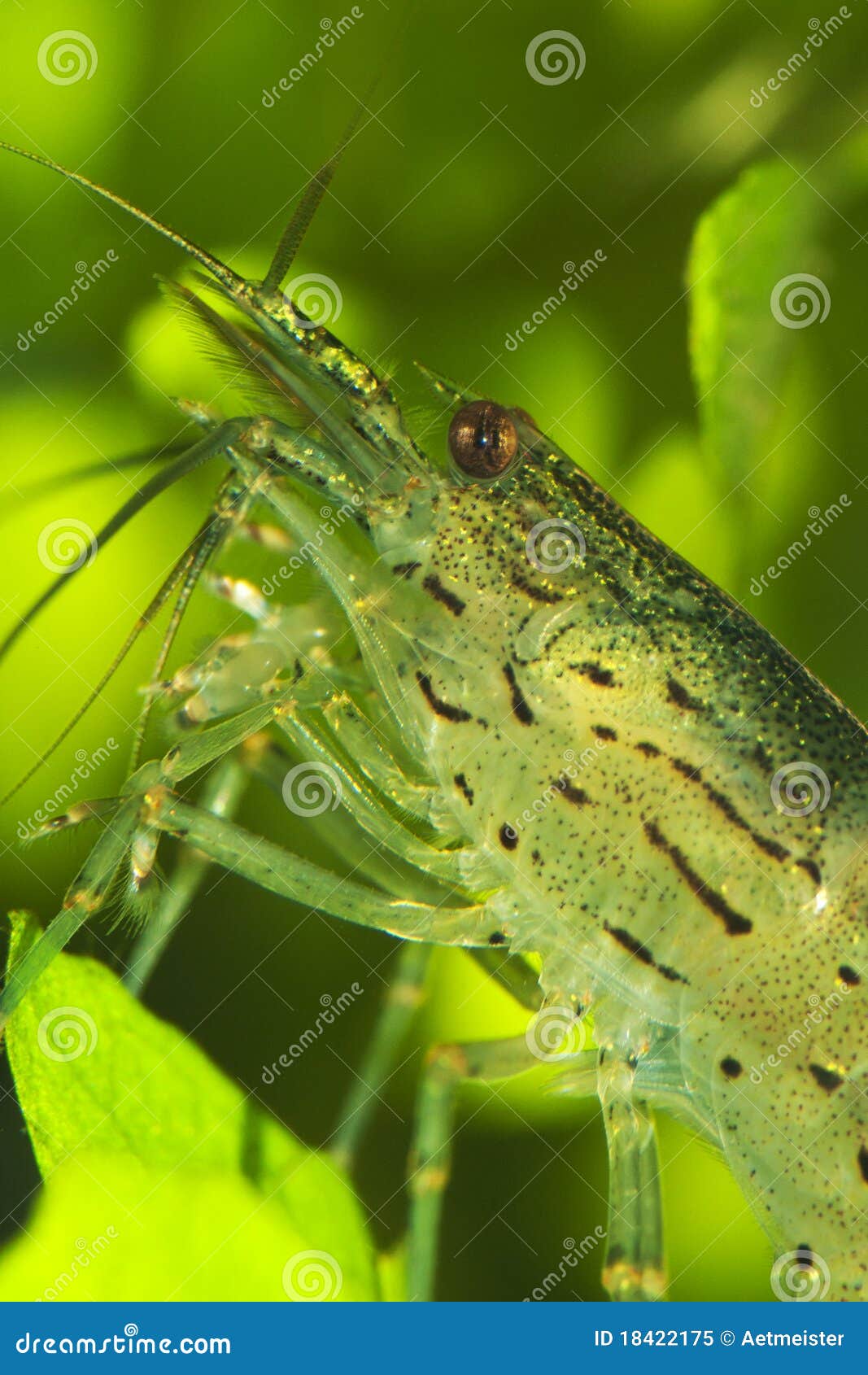 Caridina Japonica Royalty Free Stock Photo - Image: 18422175