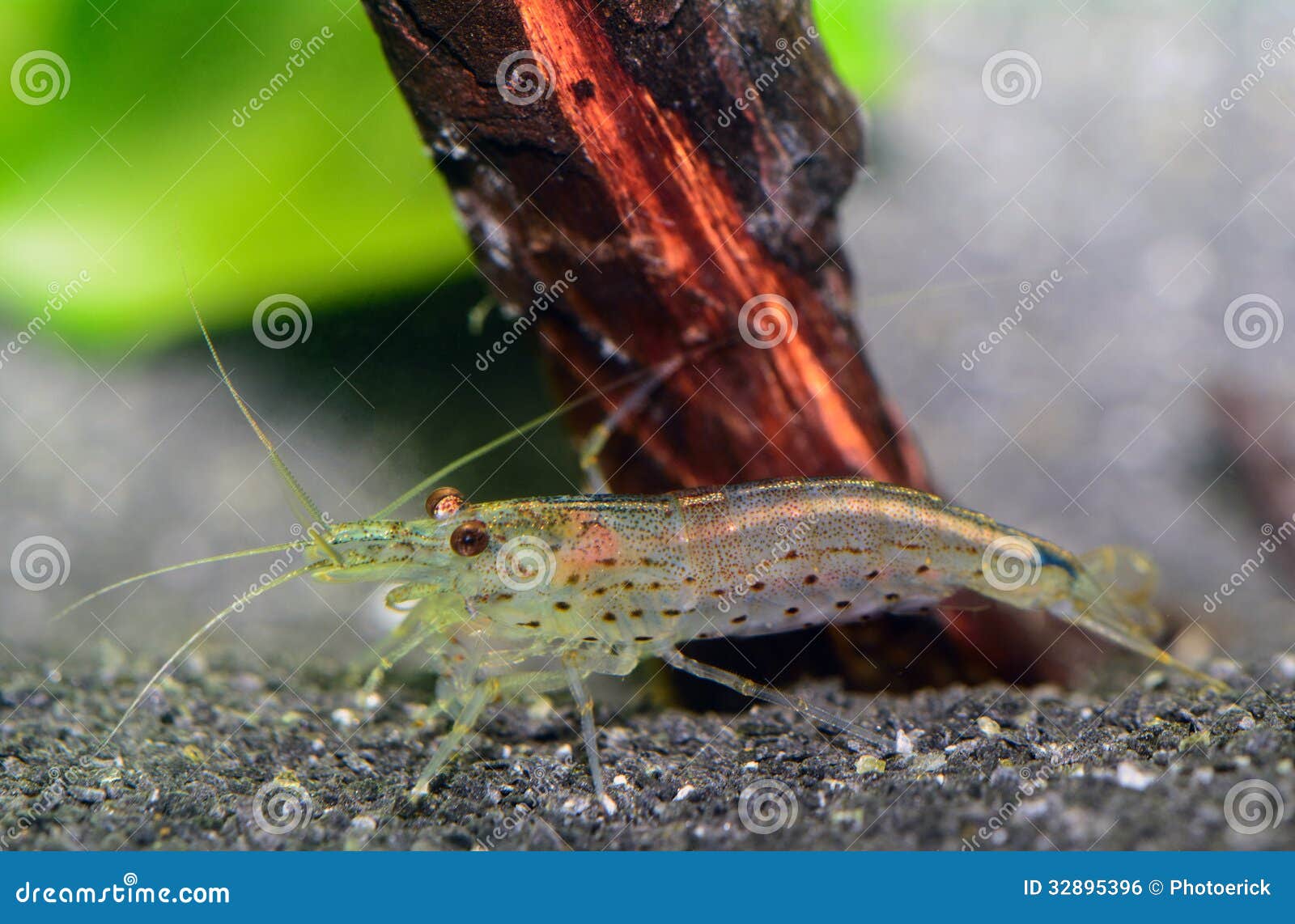 Caridina Japonica stock foto. Image of rivierkreeften - 32895396
