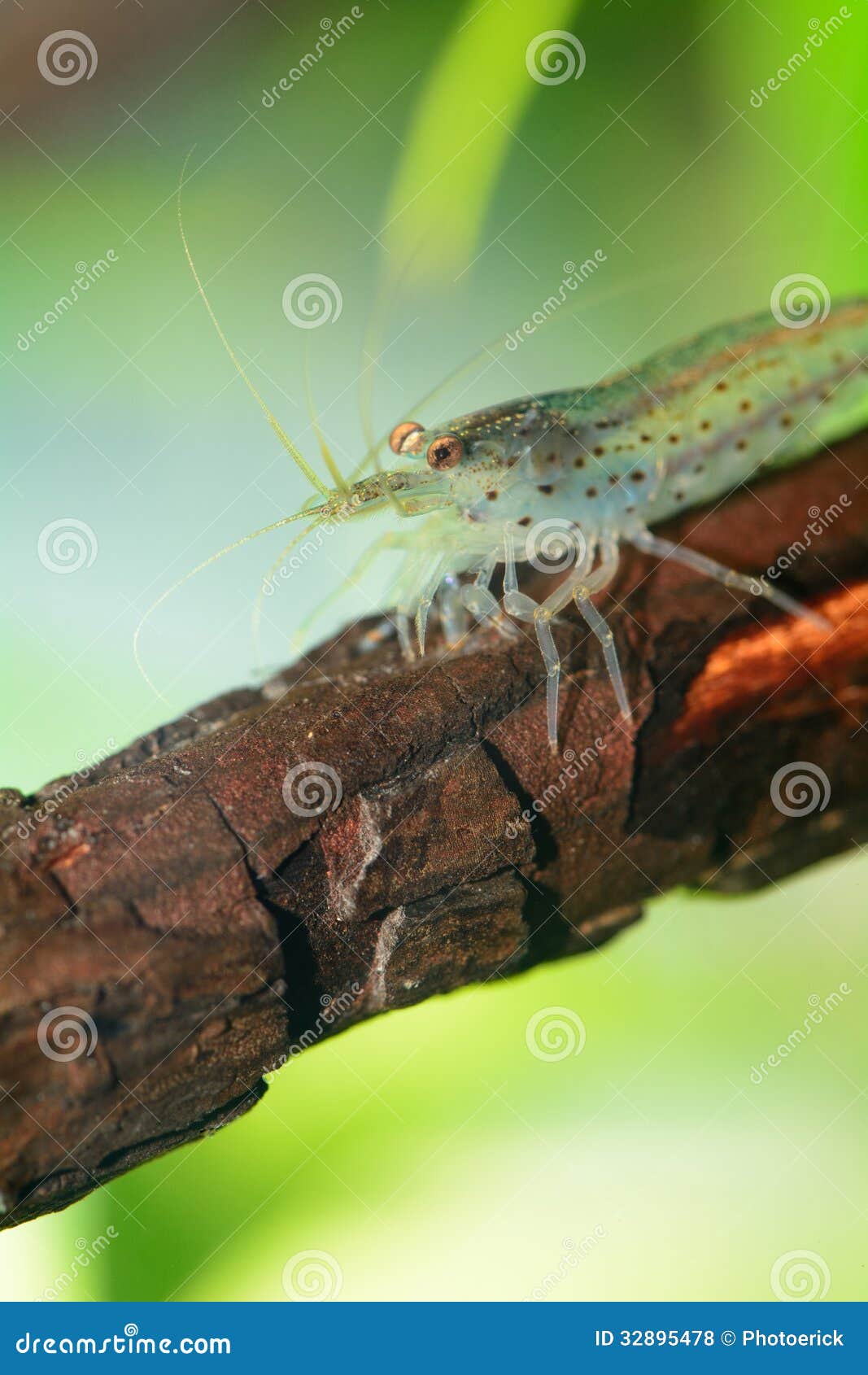 Caridina Japonica Stock Photography | CartoonDealer.com #18422114