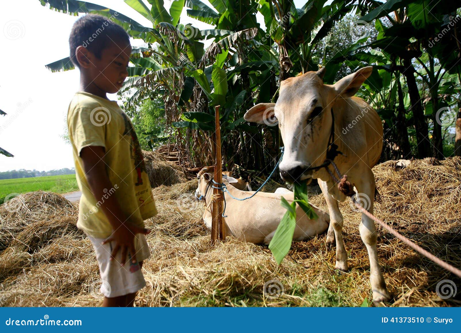 Caring for cow editorial image. Image of caring, indonesia - 41373510