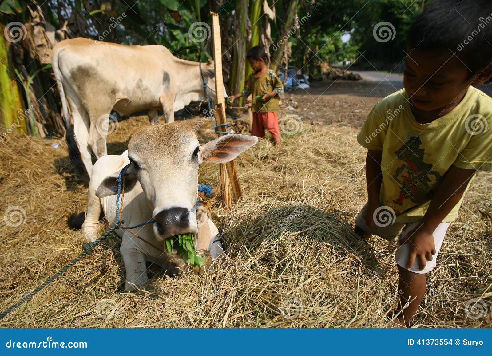 Caring for cow editorial stock image. Image of central - 41373554